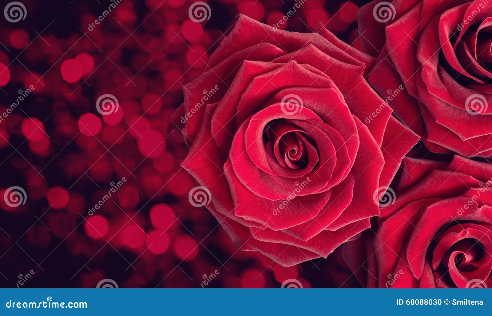 Three dark red roses stock photo. Image of anniversary - 60088030