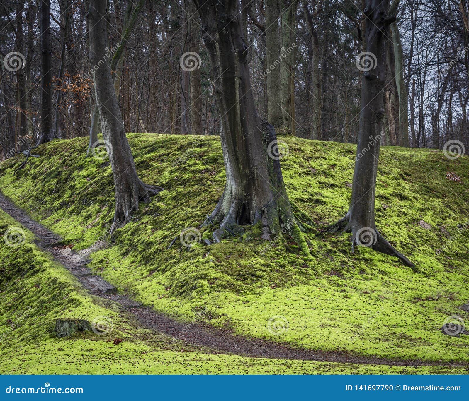 Three Dark Wet Trees on Bright Green Moss Forest Floor. Walking through ...