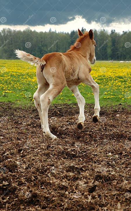 Three days newborn foal stock photo. Image of mare, foal - 14179116