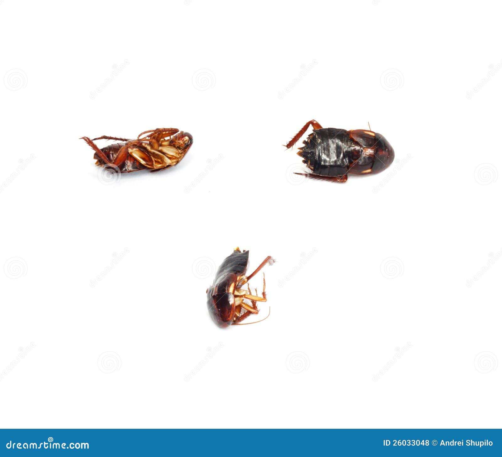 Three dead cockroaches stock photo. Image of crawling - 26033048