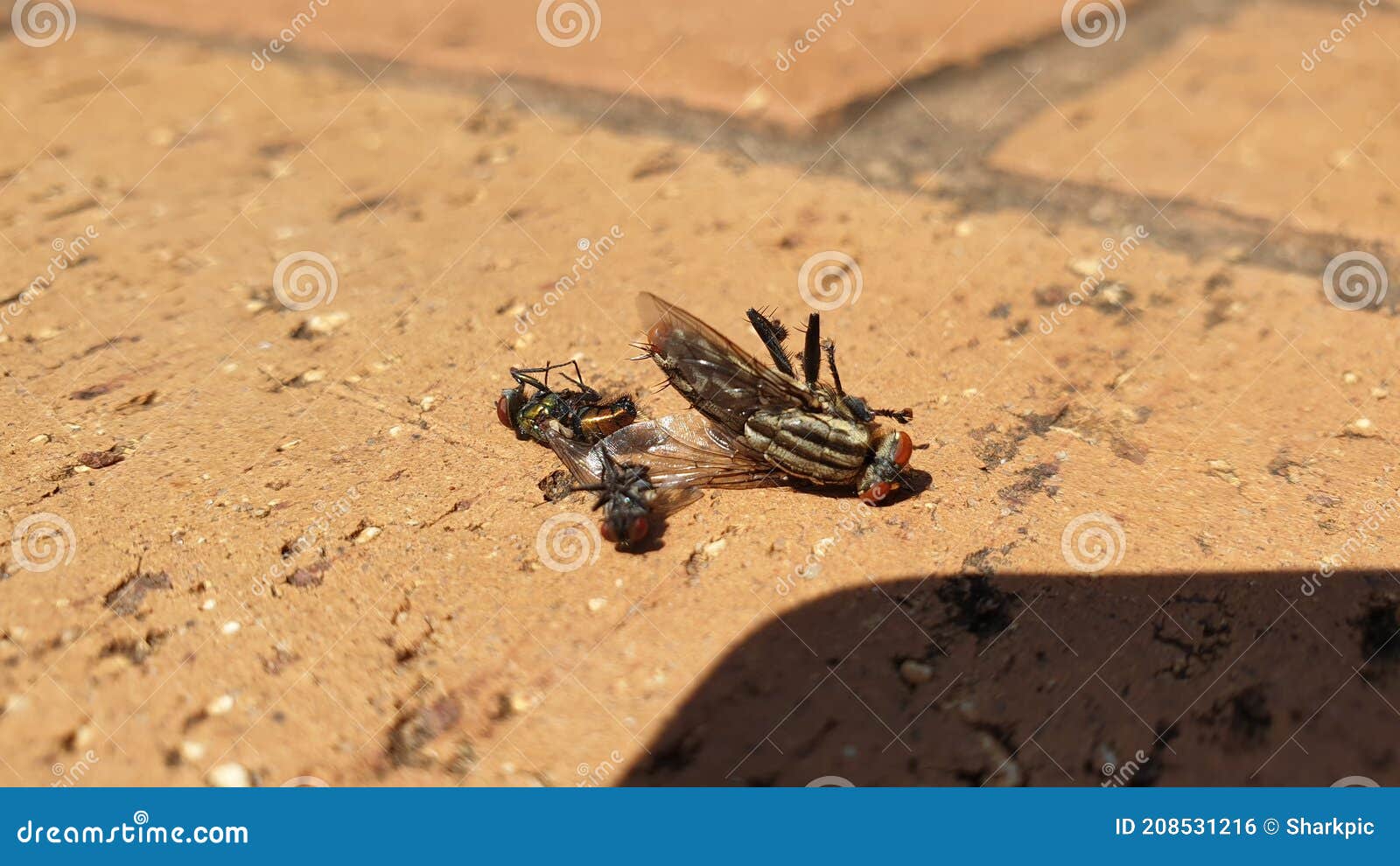 Three Dead Flies Macro stock photo. Image of beetle - 208531216