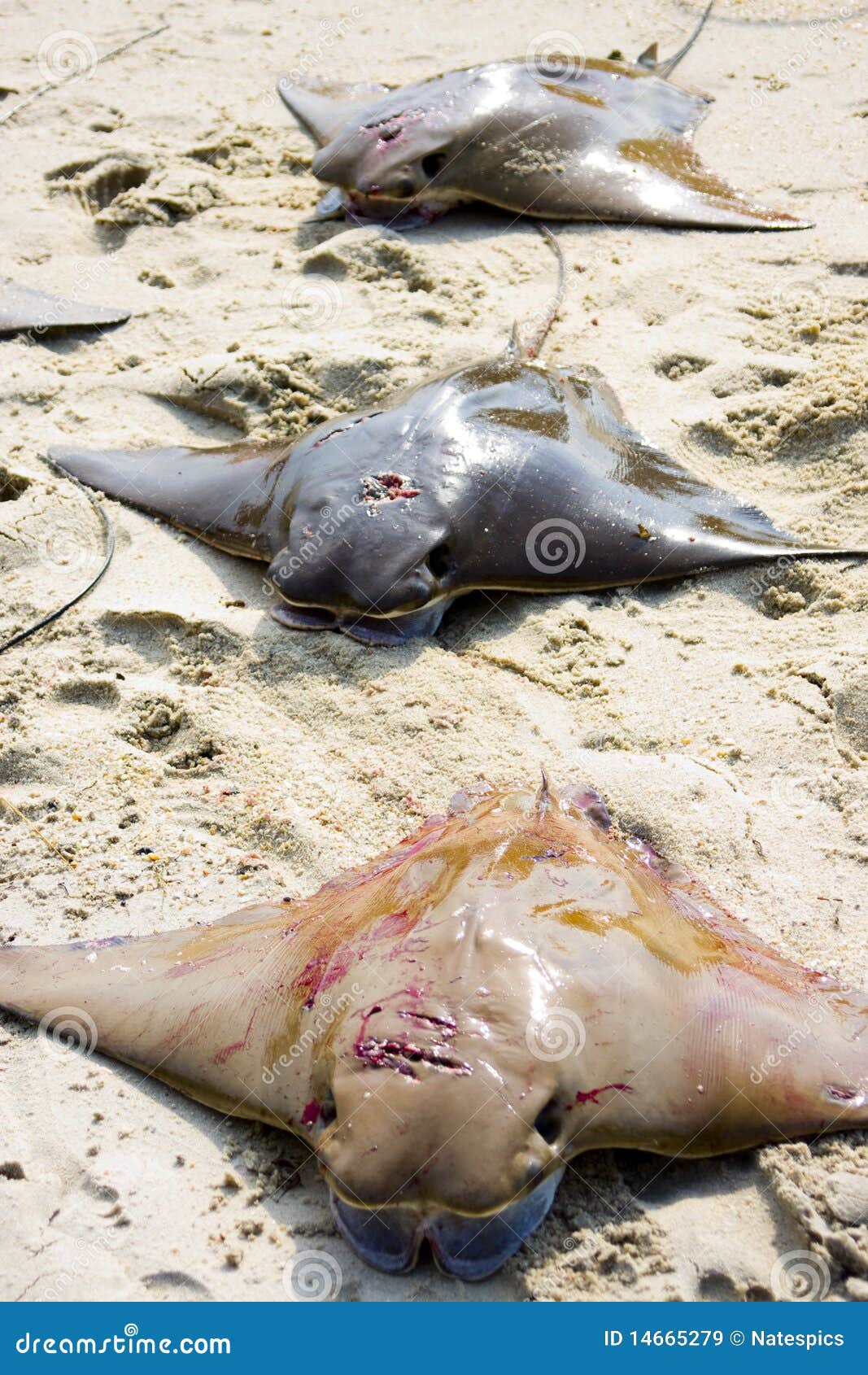 Three dead stingray stock image. Image of dying, skate - 14665279