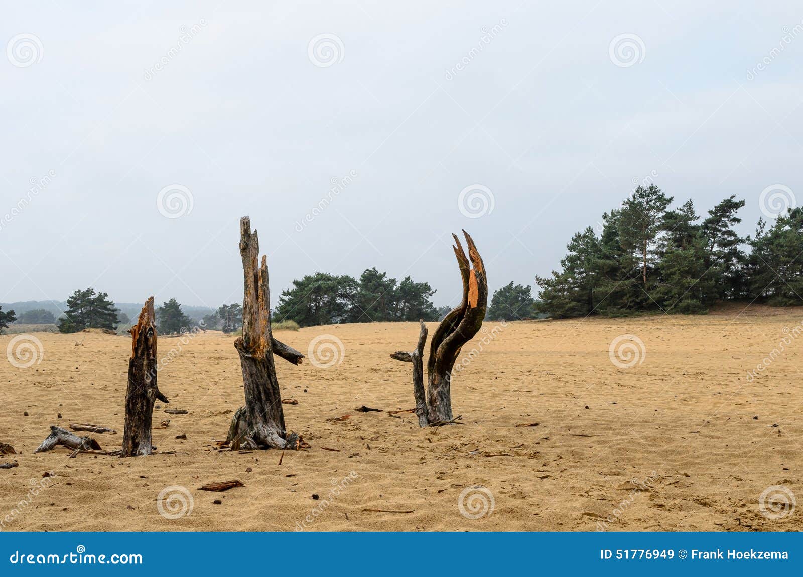 Three Dead Tree Stumps in Sand Stock Image - Image of branch, nature ...