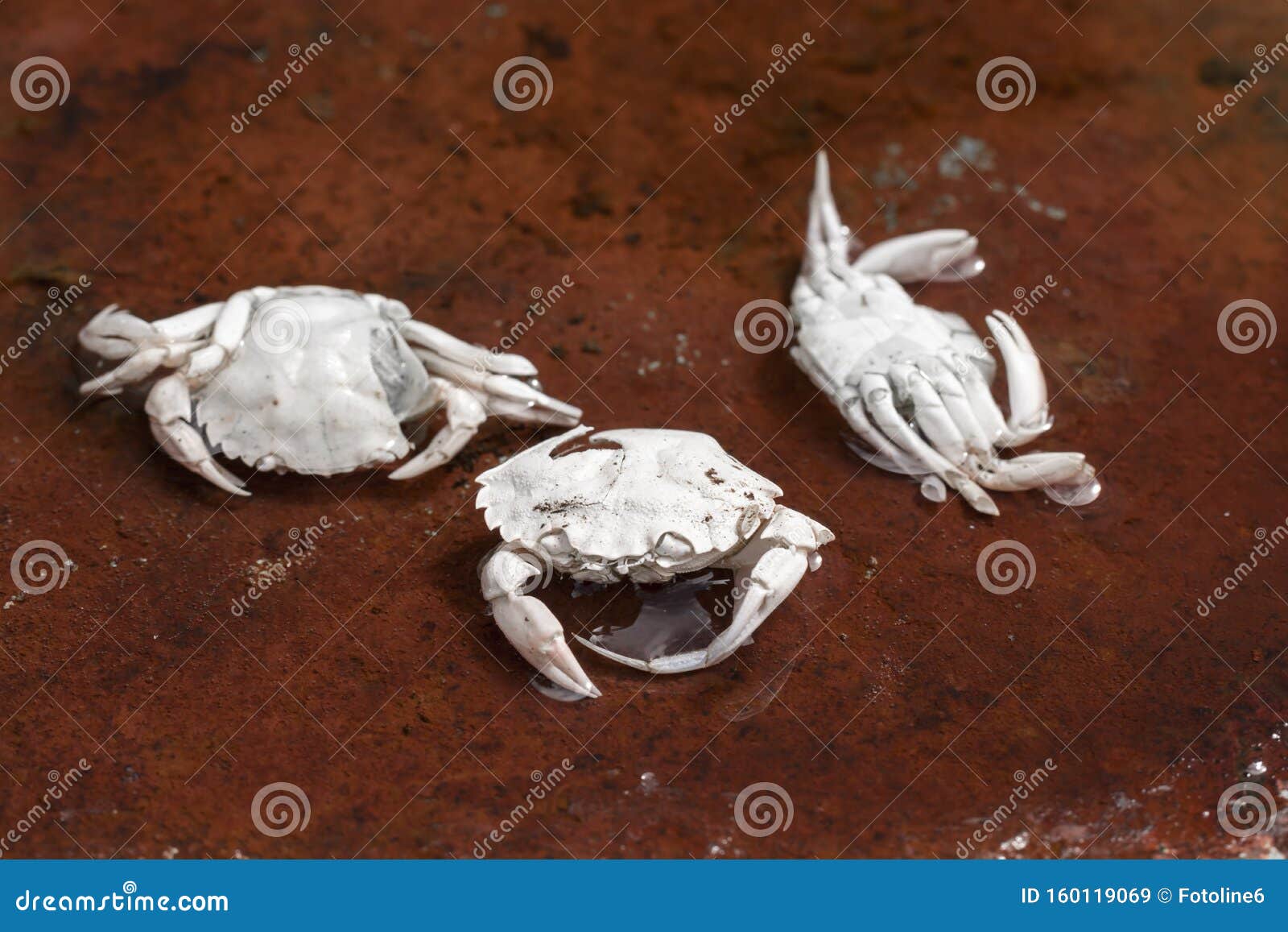 Three dead white crabs stock image. Image of detail - 160119069