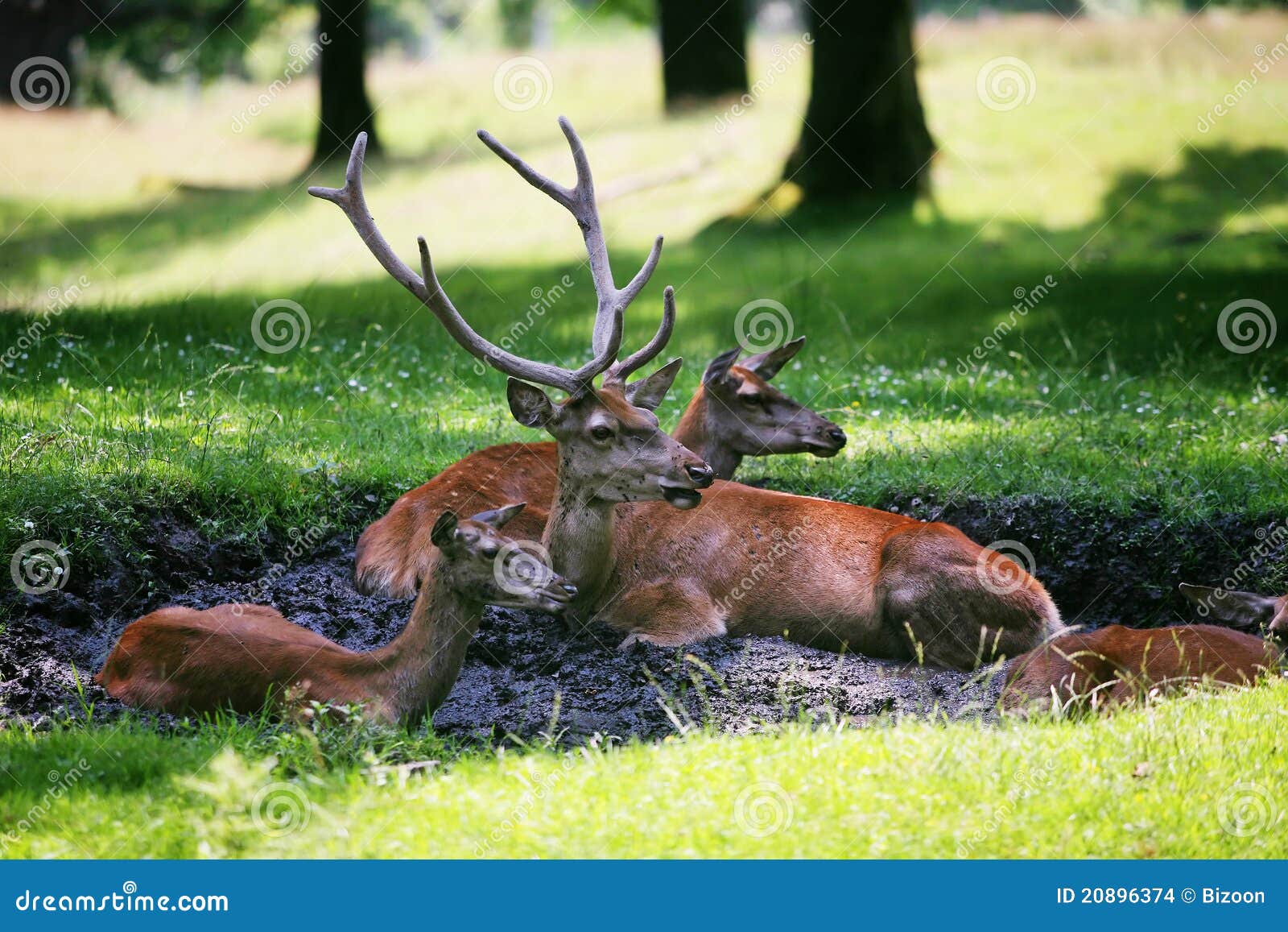 Three dears stock photo. Image of forest, ears, majestic - 20896374