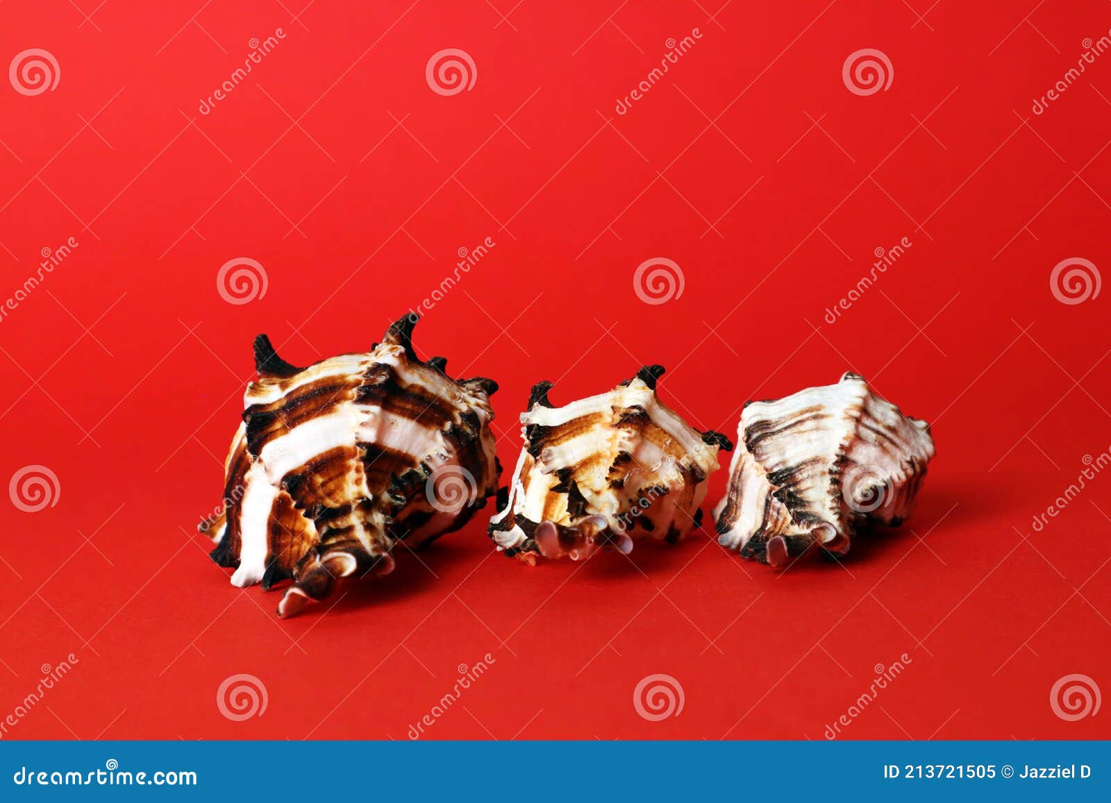 Three Decorative Sea Shells of Different Sizes Stock Image - Image of ...
