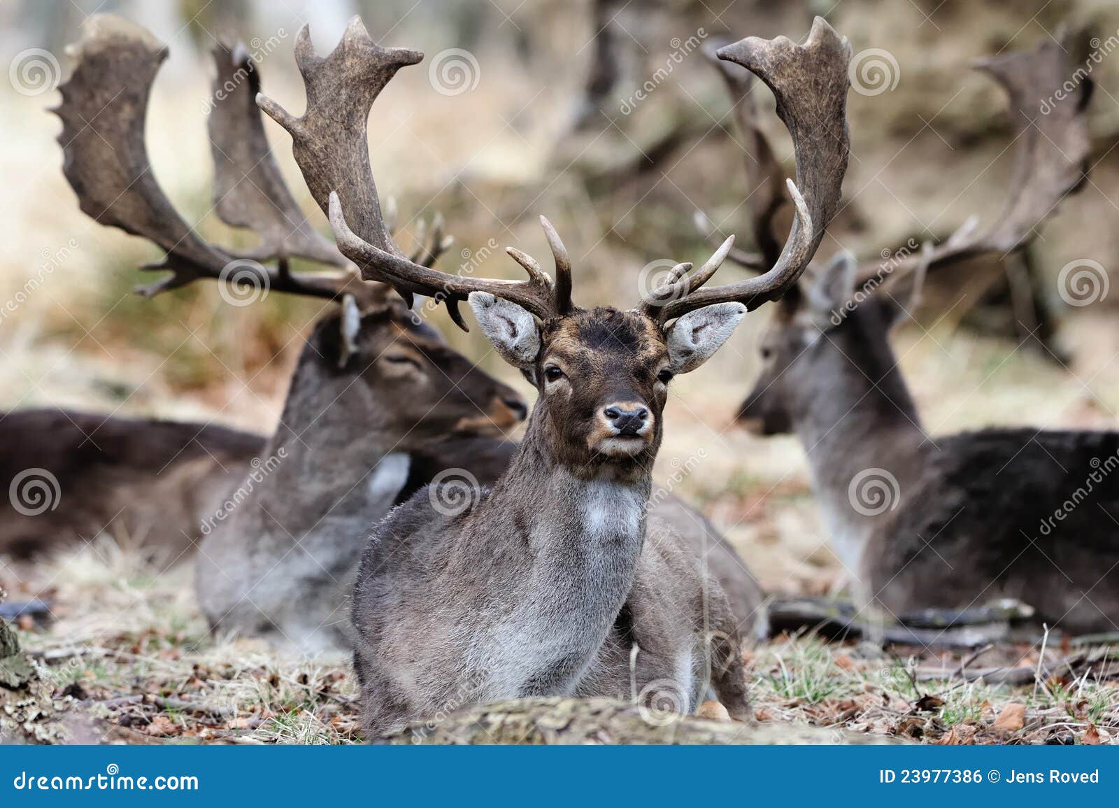 Three Roe Deer Standing On Agricultural Crop Field. Capreolus Capreolus ...