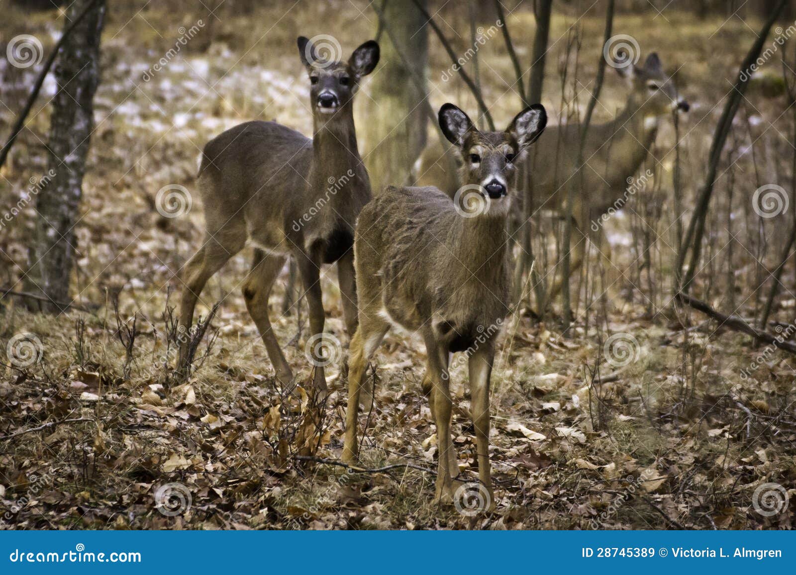 Three Deer stock image. Image of leaves, whitetail, forest - 28745389