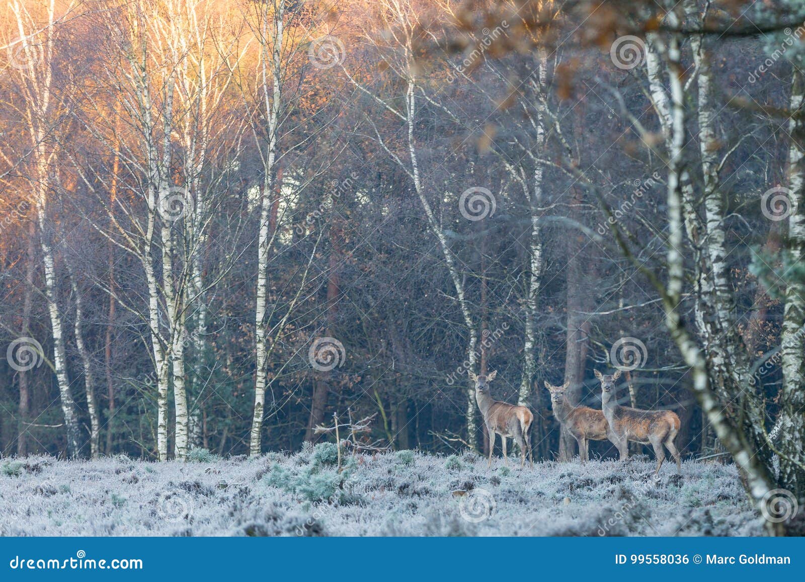 Three Deer at the Edge of the Forest Stock Photo - Image of meadow ...