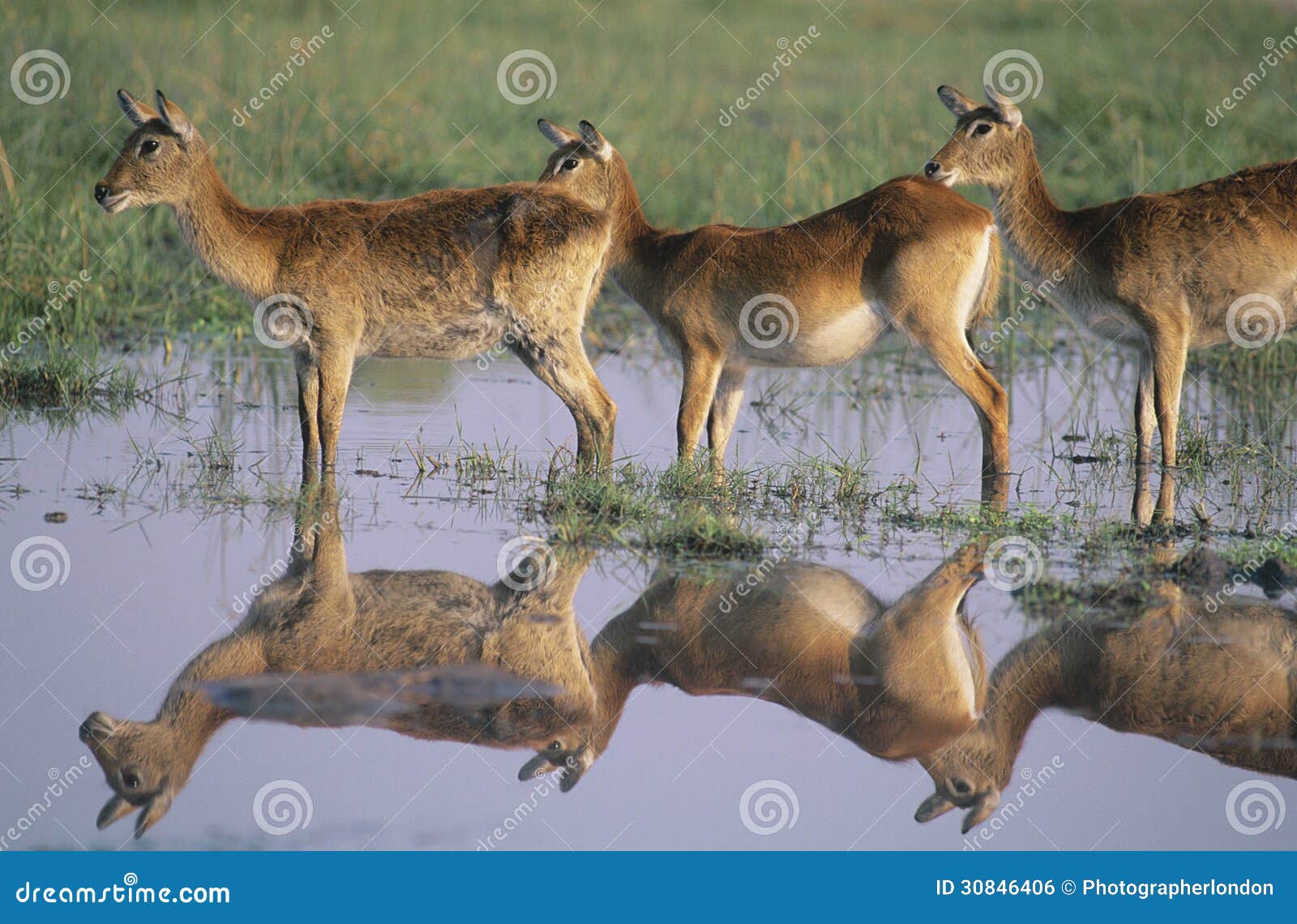 Three Deer by pond stock photo. Image of nature, africa - 30846406