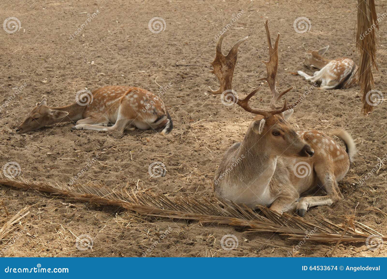 Three Deer Resting stock photo. Image of friendly, beauty - 64533674