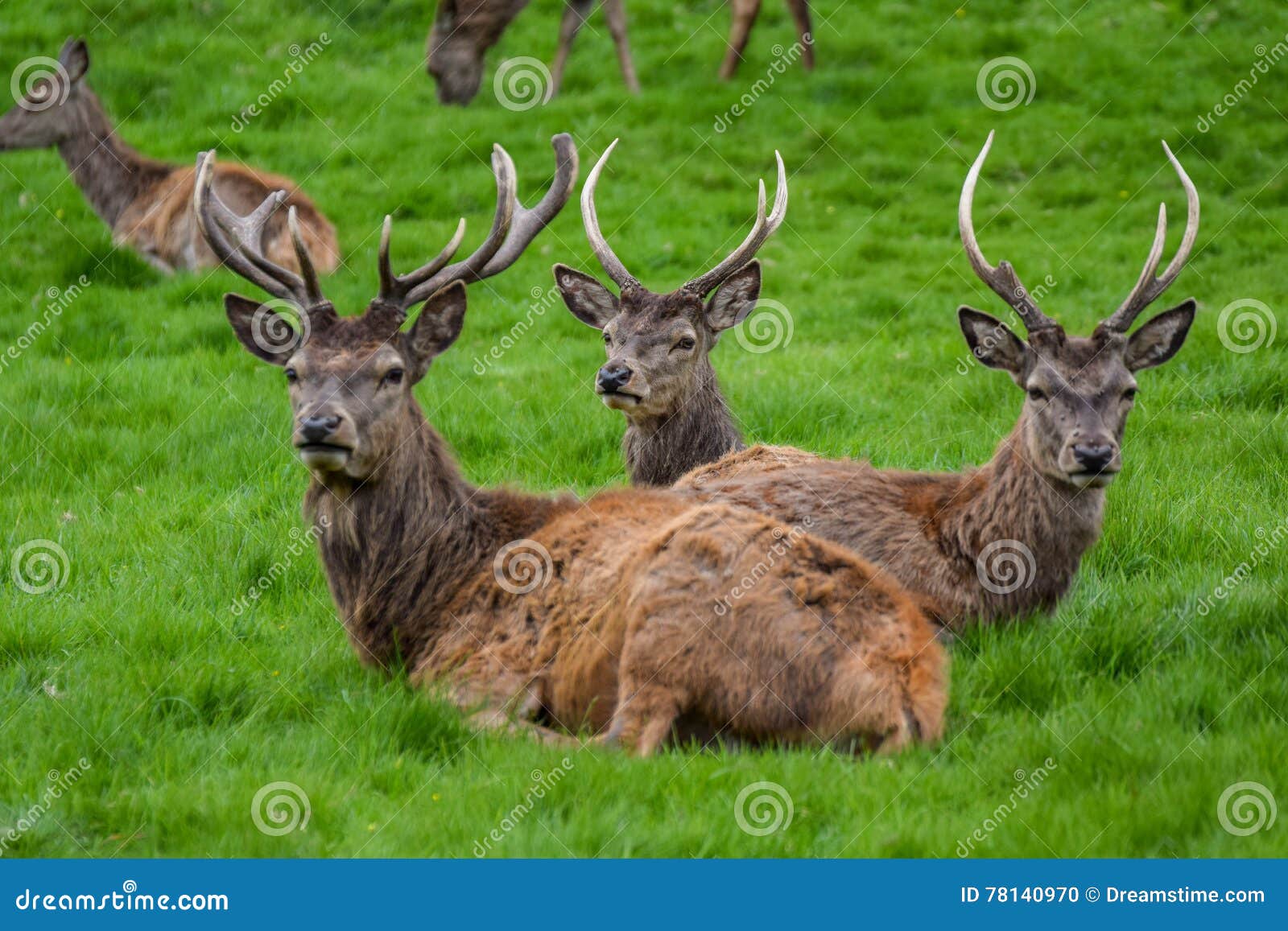 Three Deer stock photo. Image of meadow, mammals, court - 78140970