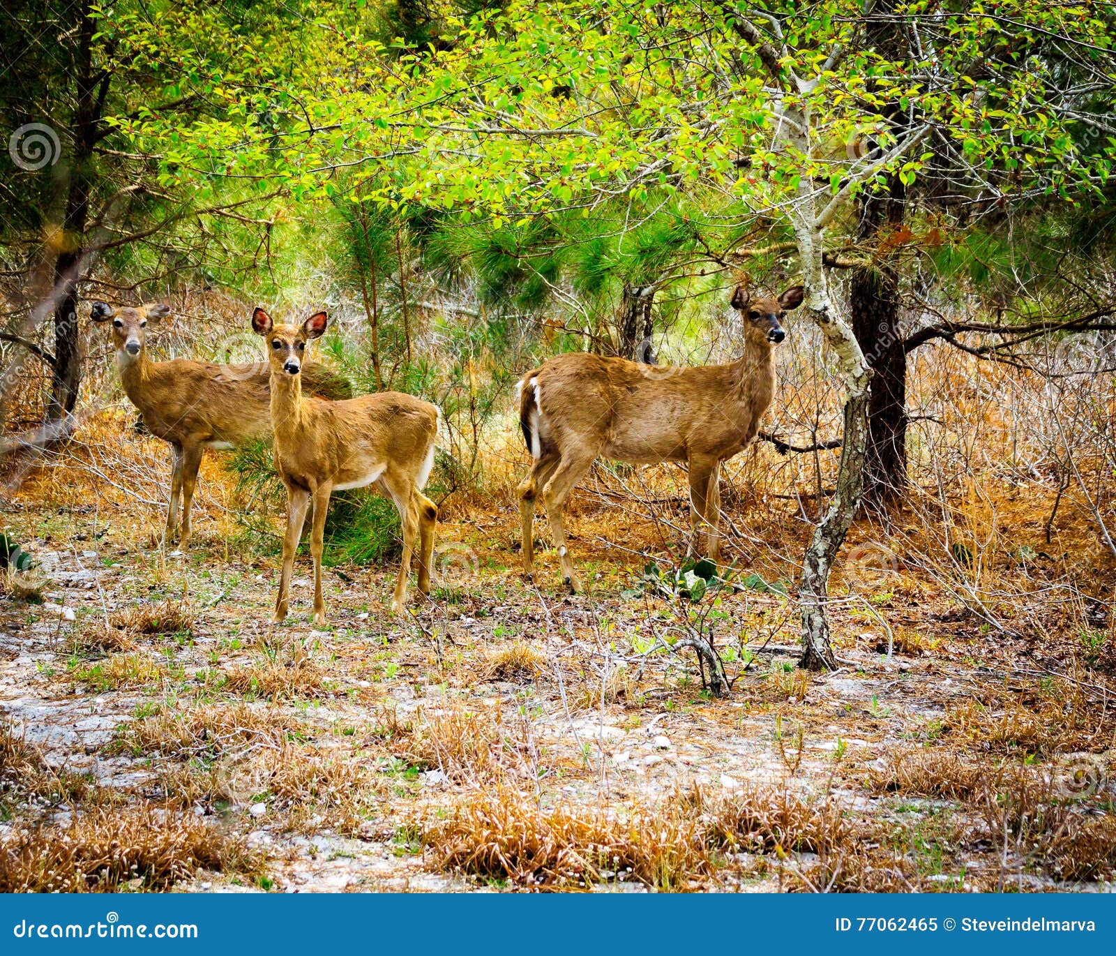 Three Deer Standing in Forest Stock Image - Image of forest, assateague ...