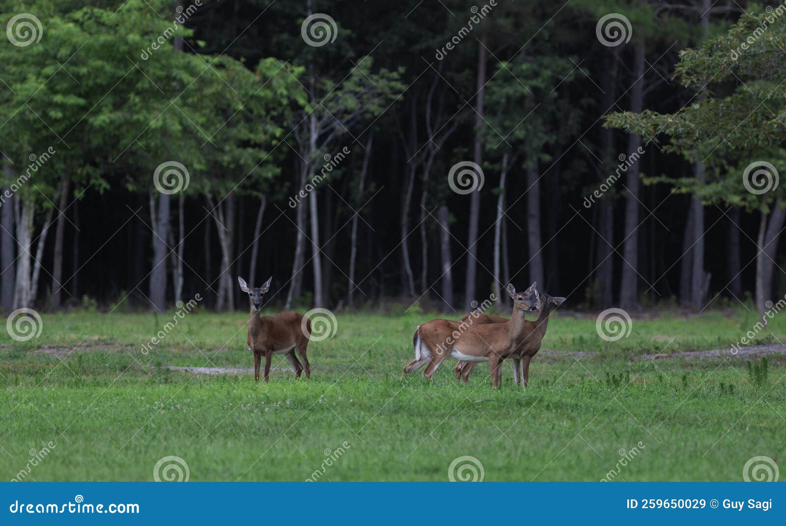 Three deer in summer stock image. Image of animal, carolina - 259650029