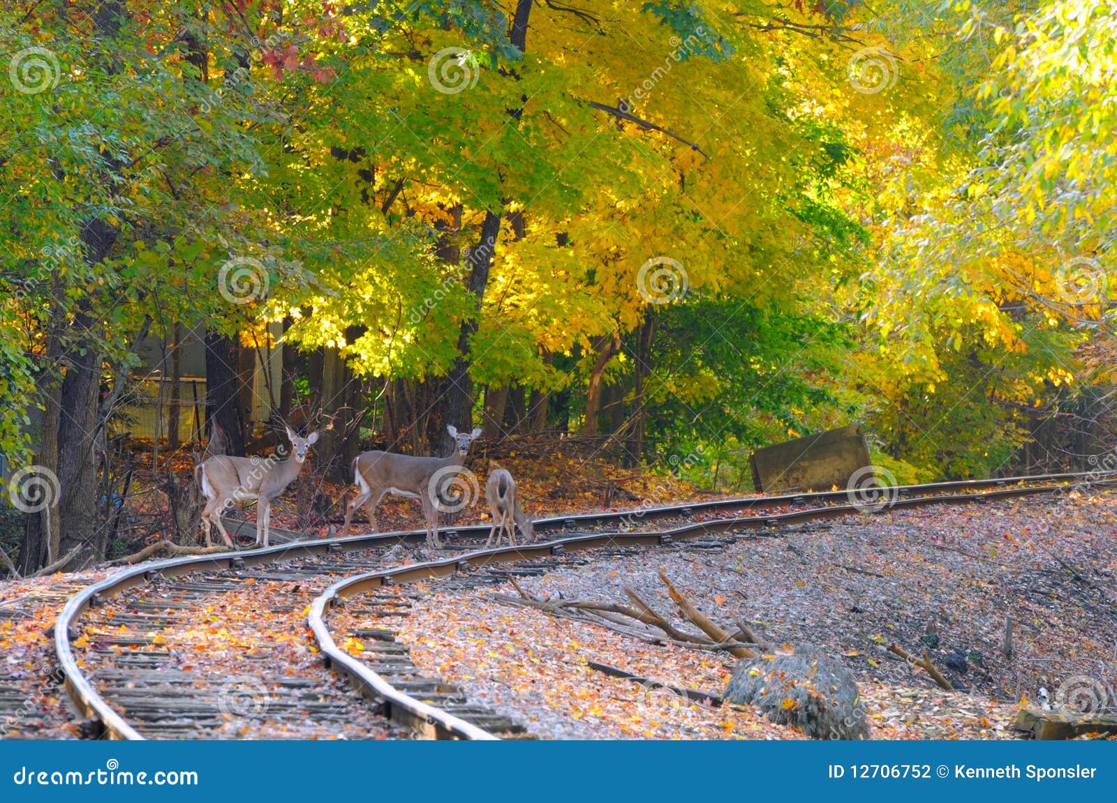 Three Roe Deer Standing On Agricultural Crop Field. Capreolus Capreolus ...