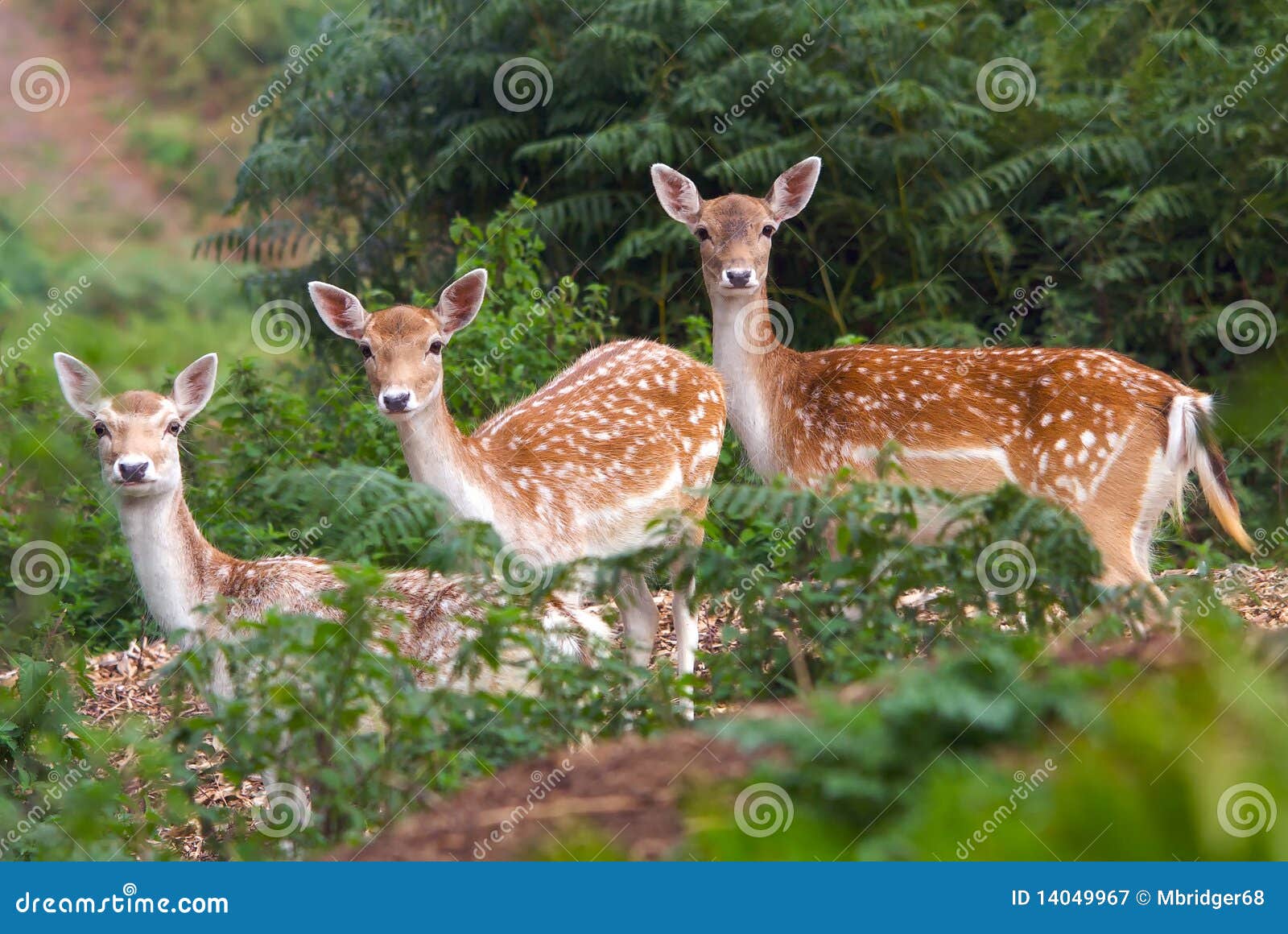 Three Deer Watching stock image. Image of watching, outdoor - 14049967