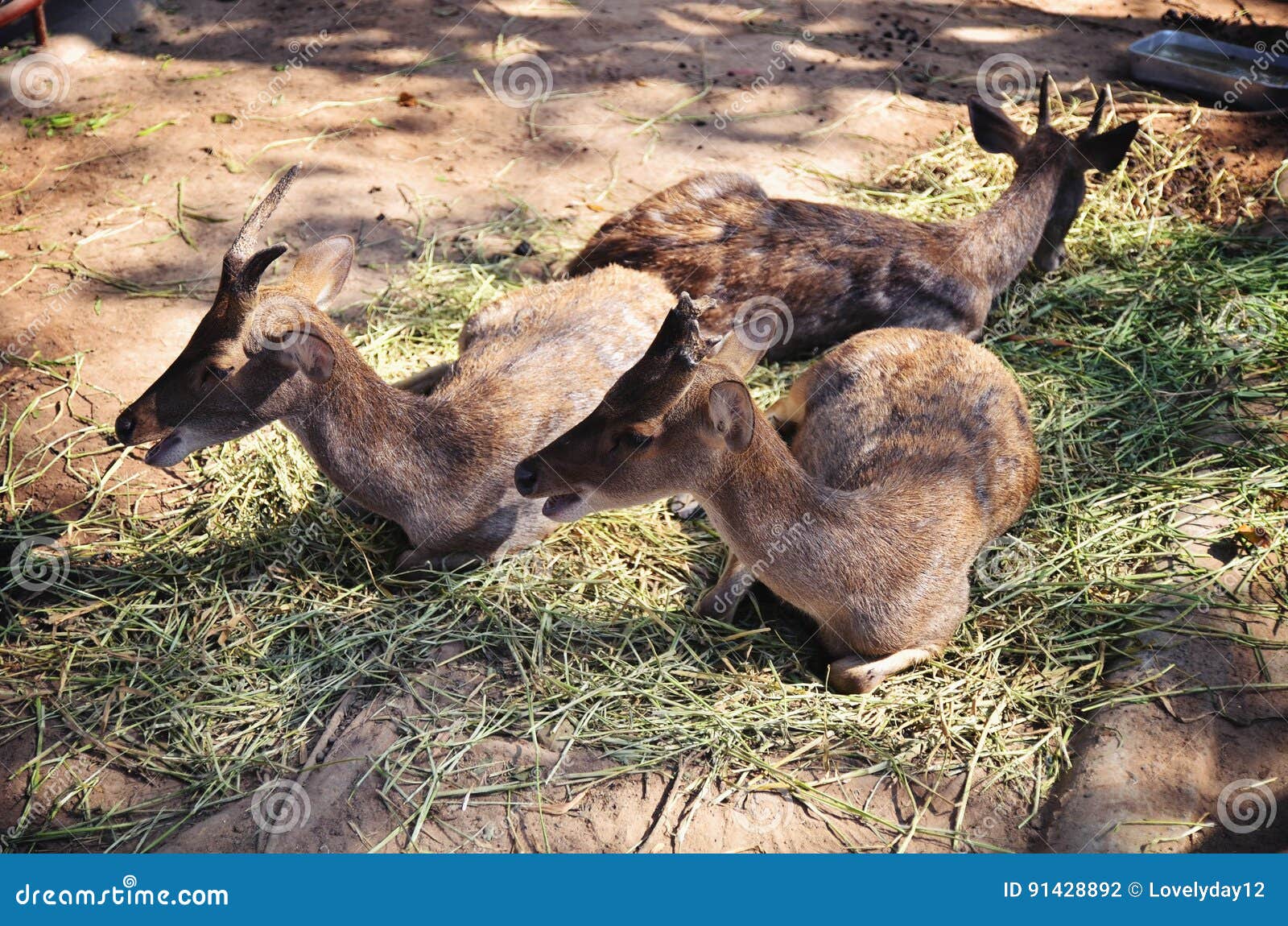Three deer in zoo stock photo. Image of male, hart, ruminant - 91428892