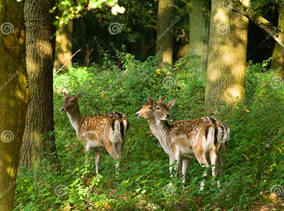 Three deers in the forest stock image. Image of trees - 3280845