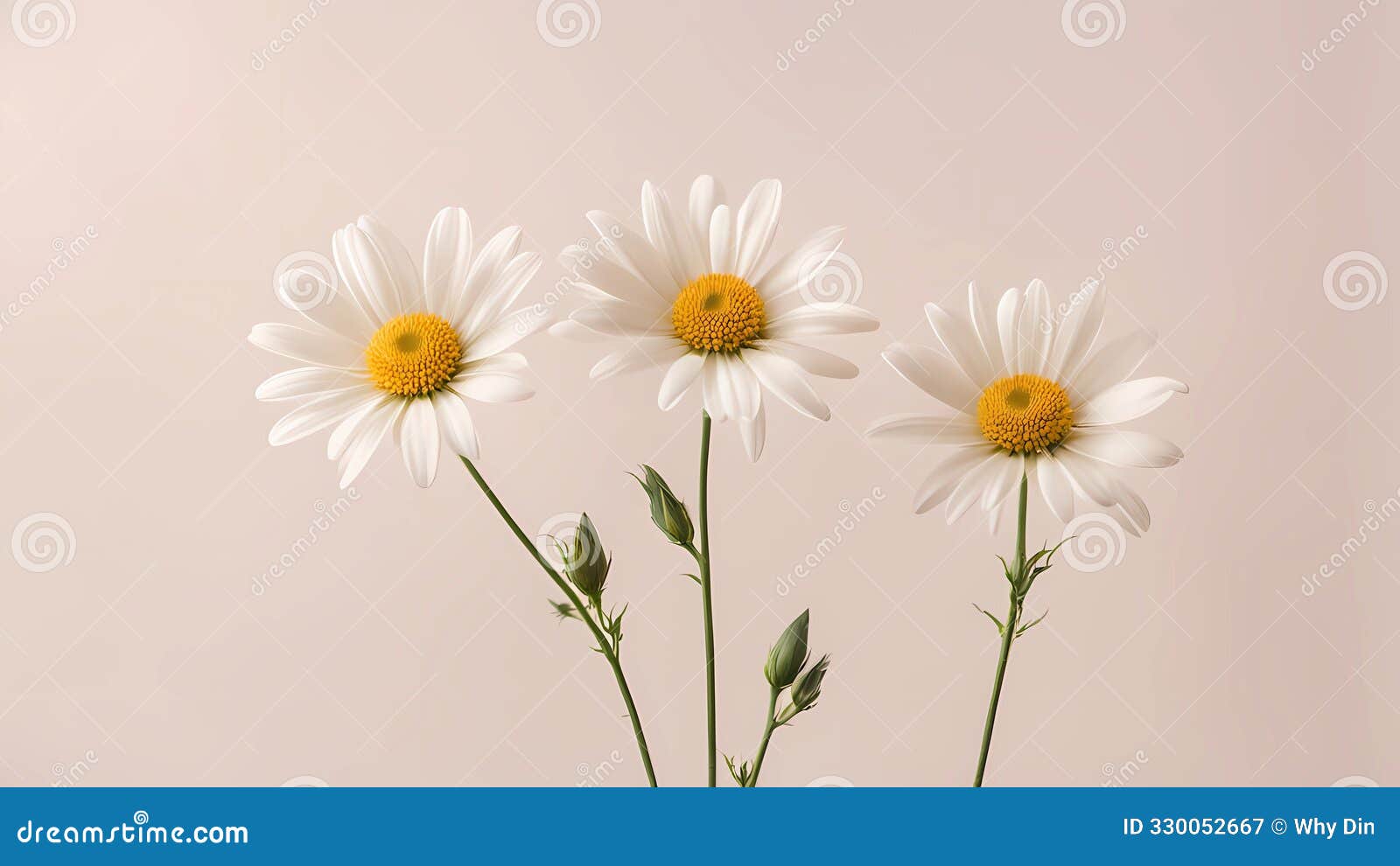 Three Delicate Daisy Blooms on a Soft Background Stock Image - Image of ...