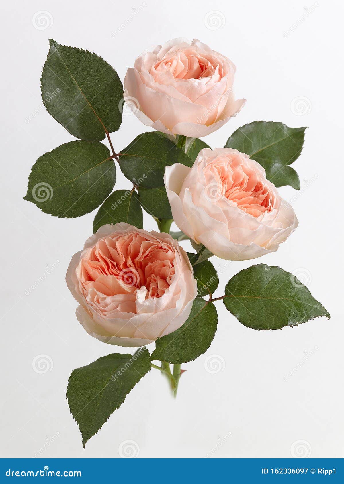 Peach Old English Garden Rose With Yellow Beetle Royalty-Free Stock ...