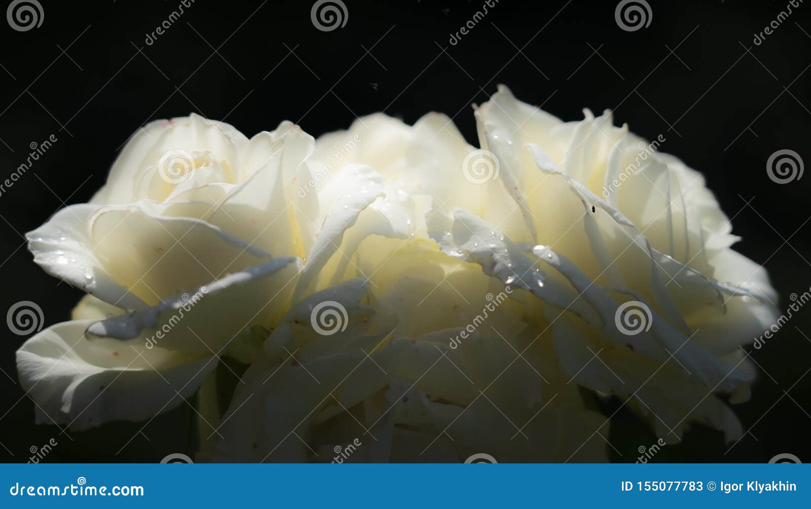 Three Delicate White Rose Flowers in Raindrops on a Dark Background ...