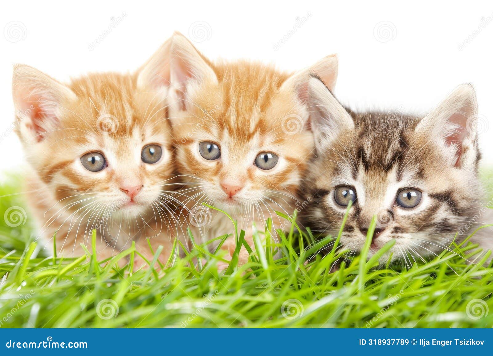Three Delightful Red Kittens Playfully Frolic On A Vibrant Green Grass ...