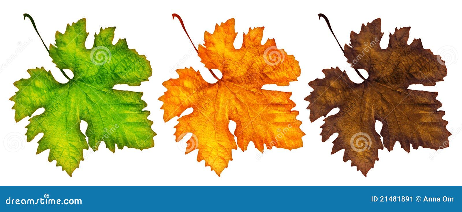 Three Different Autumn Leaves Stock Image - Image of objects, fresh ...
