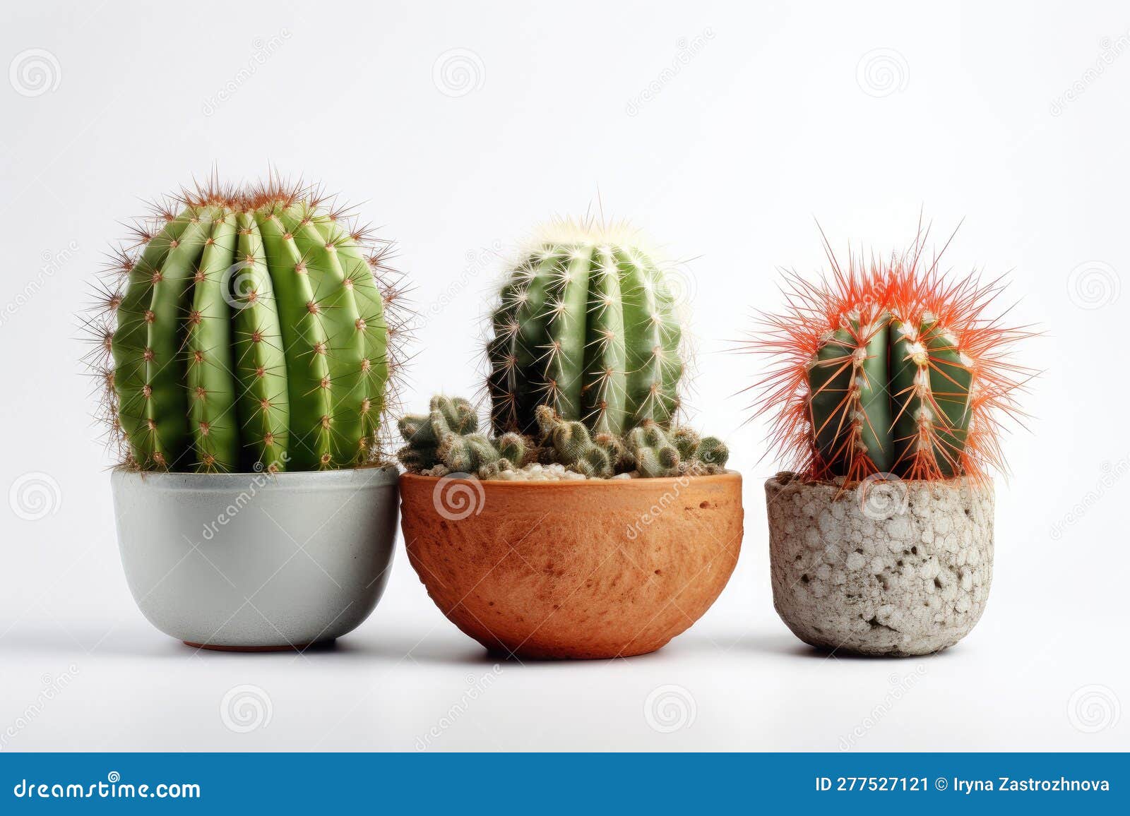 Three Different Cacti in Pots on a White Background. Generative AI ...