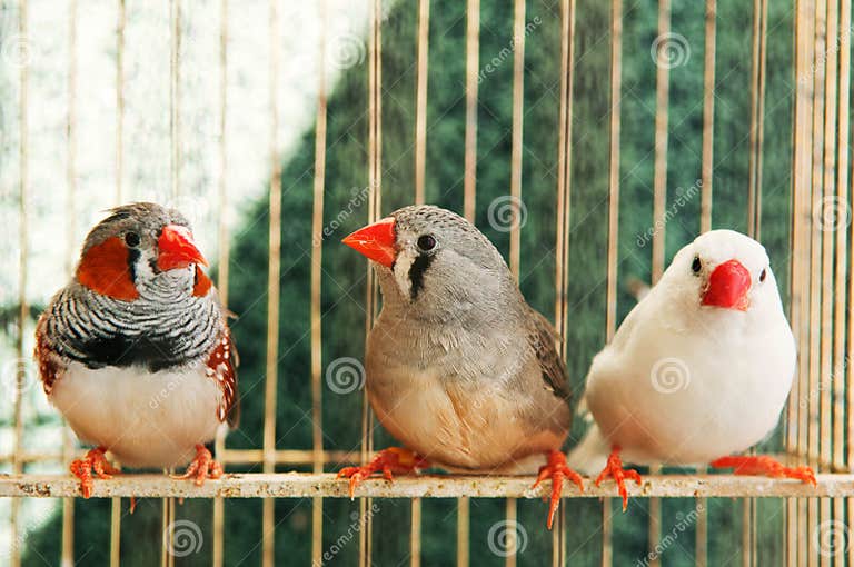 Three different canaries stock image. Image of closeup - 56870883