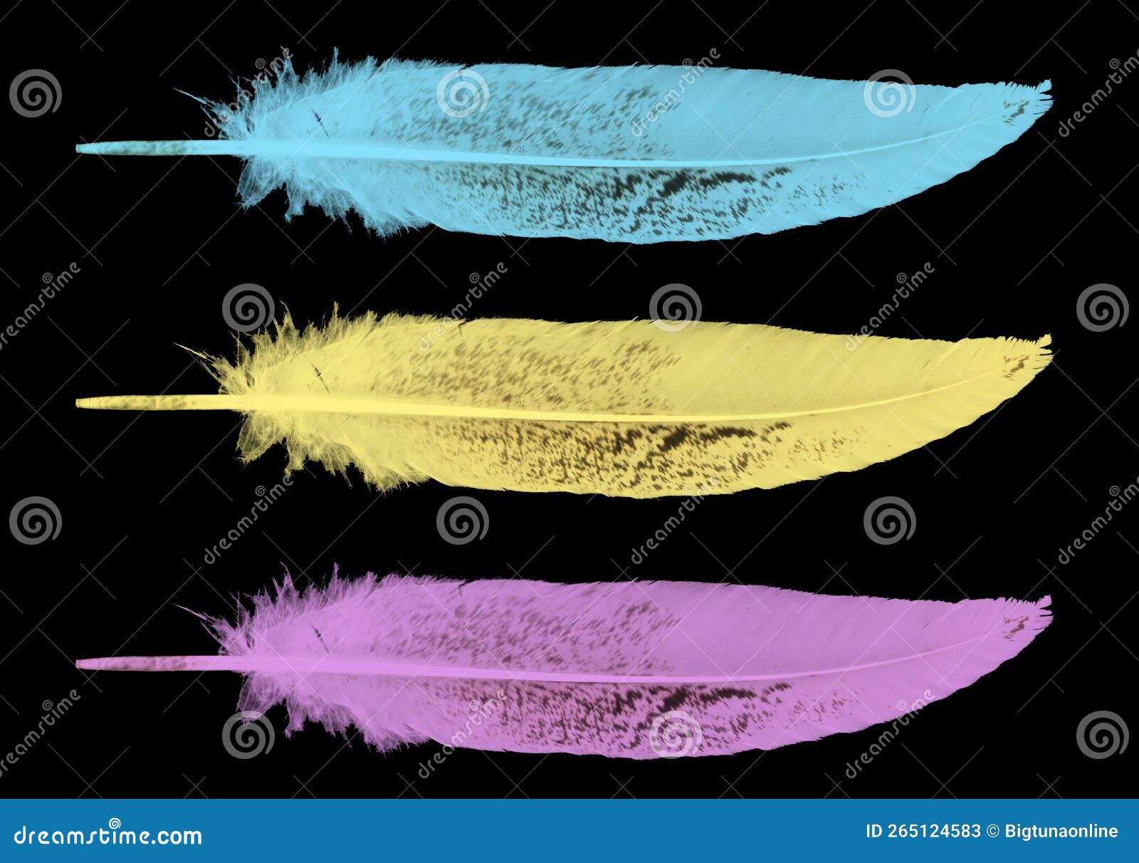 Three Different Color Bird Feather Isolated on a Black Background Stock ...