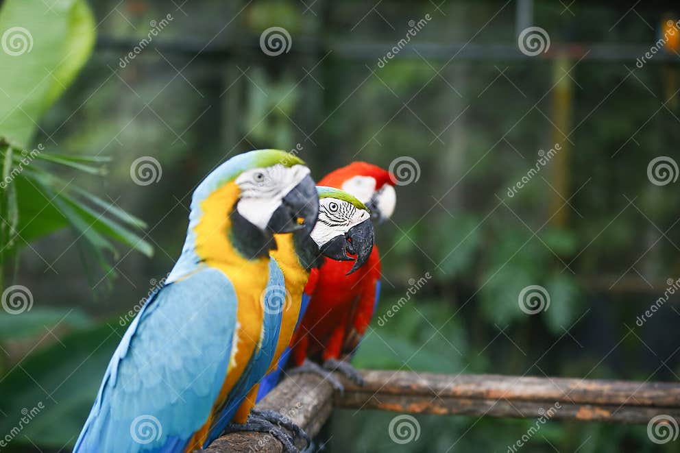 Three Different Color of Macaws Standing Together Stock Photo - Image ...