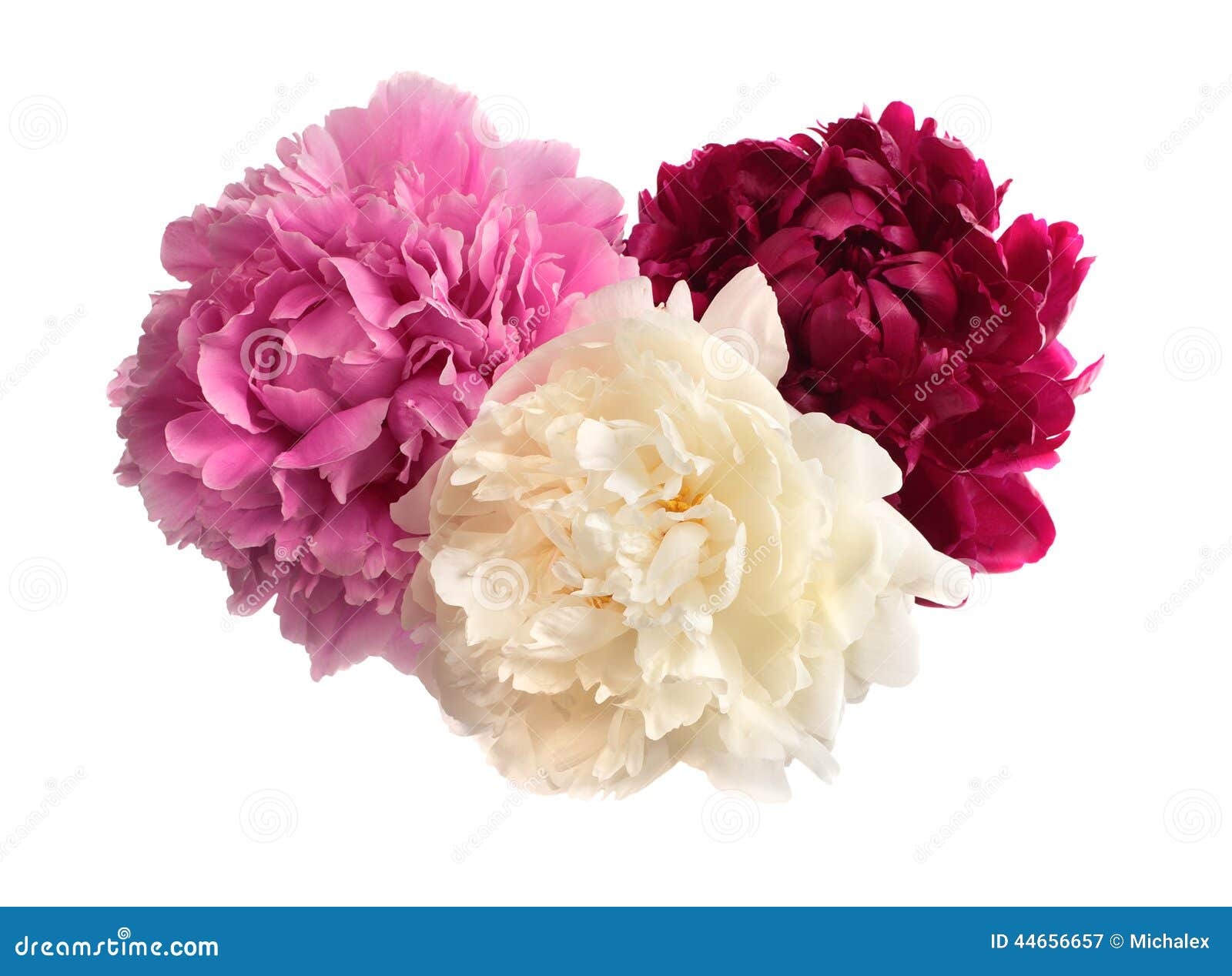 Three Different Color Peonies Stock Image - Image of deep, floral: 44656657