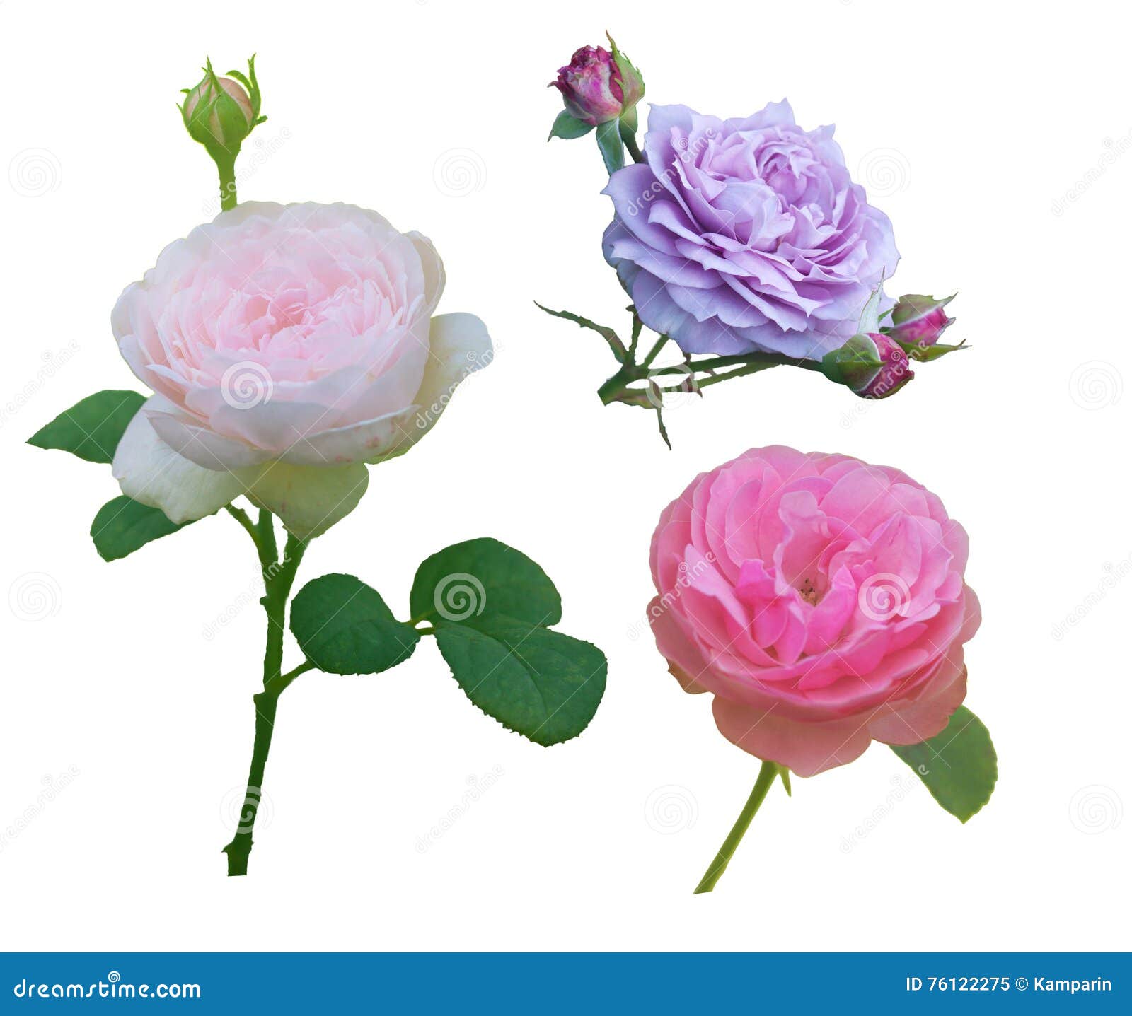 Three Different Color Roses Buds Stock Image - Image of isolated, macro ...