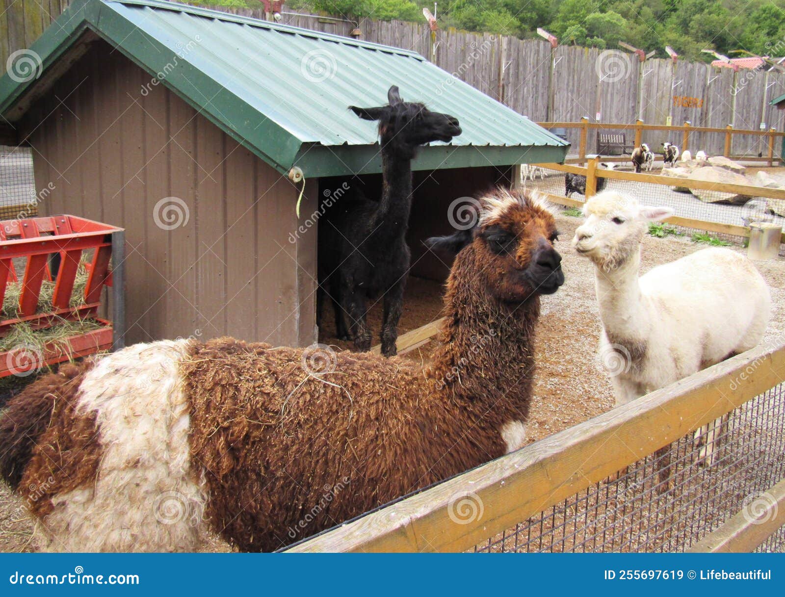 Happy llamas stock image. Image of goat, herd, bovine - 255697619