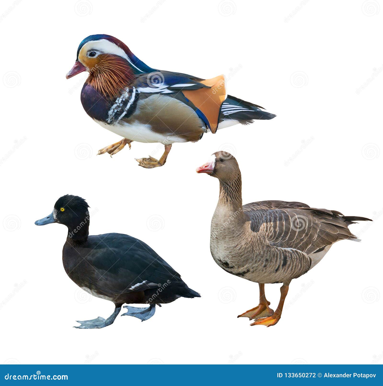 Three Different Ducks Isolated on White Stock Photo - Image of plumage ...