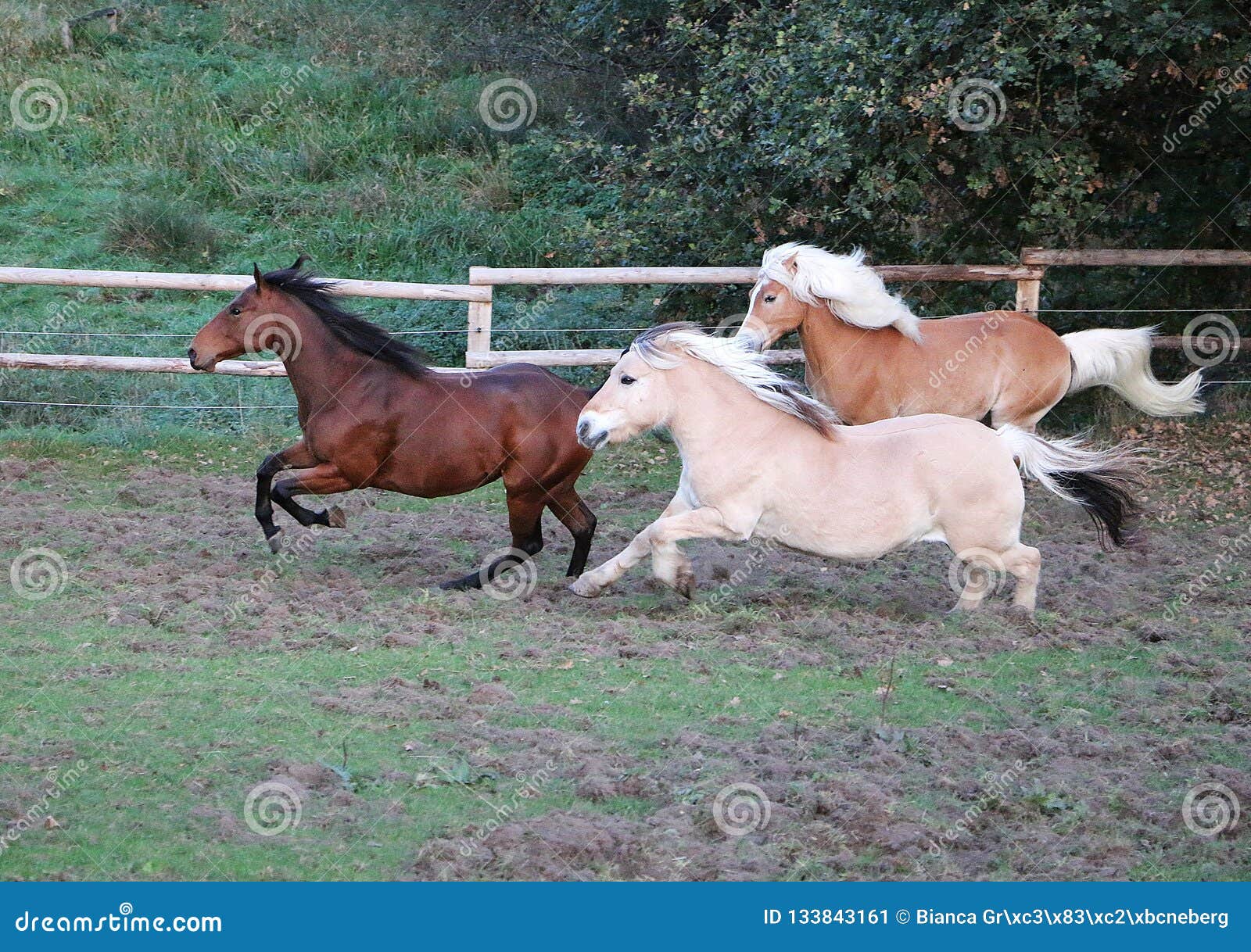 Running Horses on the Paddock Stock Image - Image of equestrian, brown ...