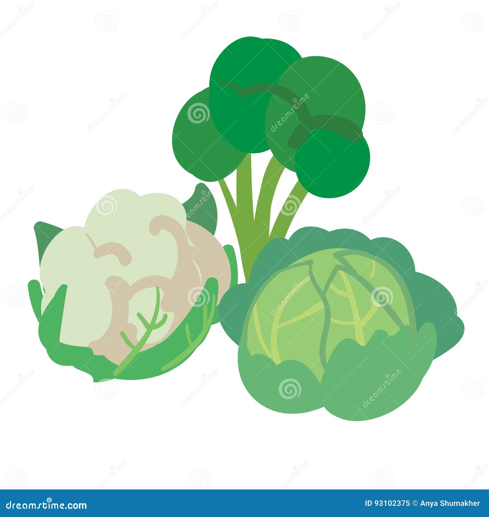 Three Different Kinds of Cabbage Isolated on White Stock Illustration ...