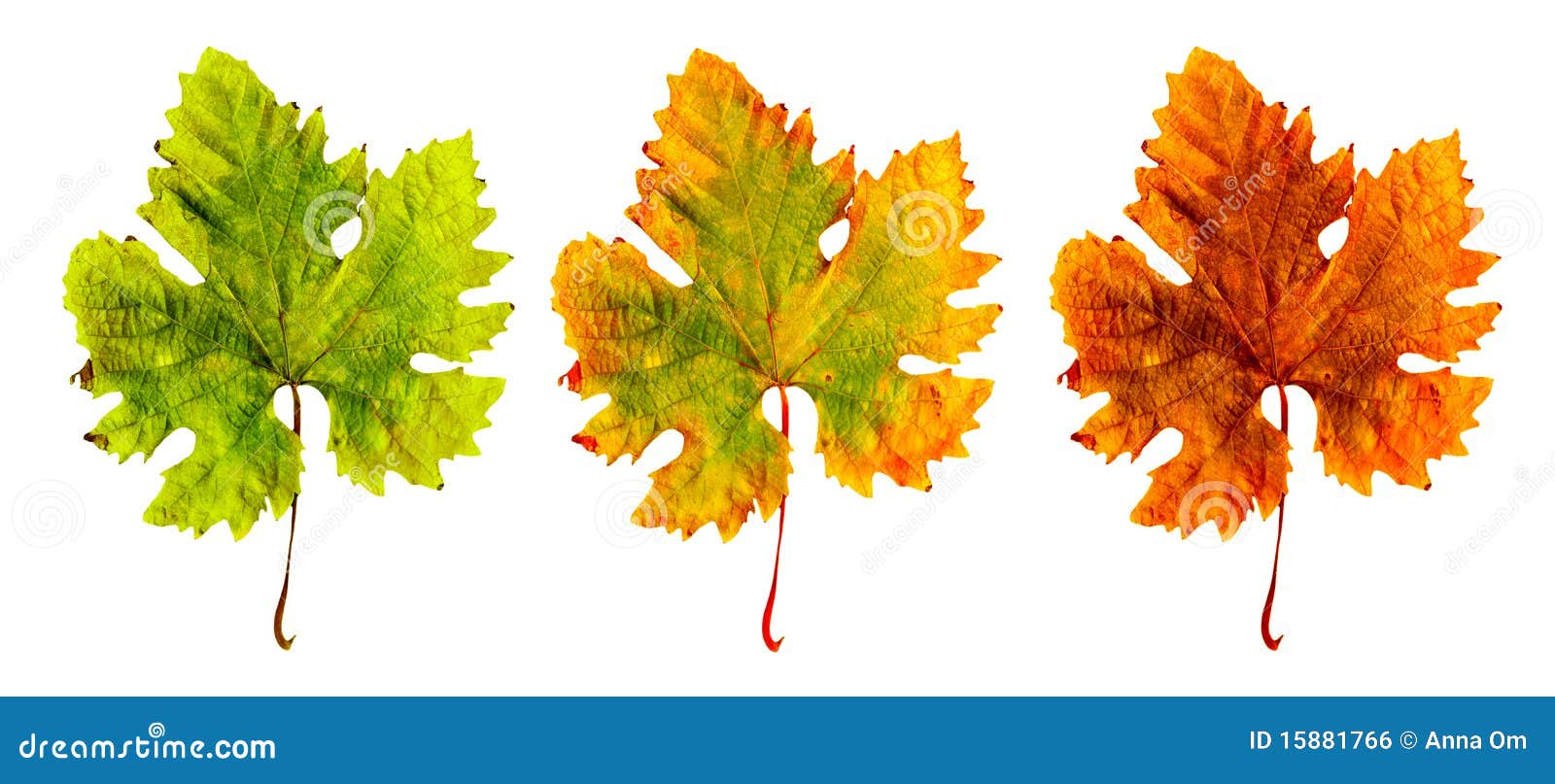 Three different leaf stock photo. Image of orange, decoration - 15881766