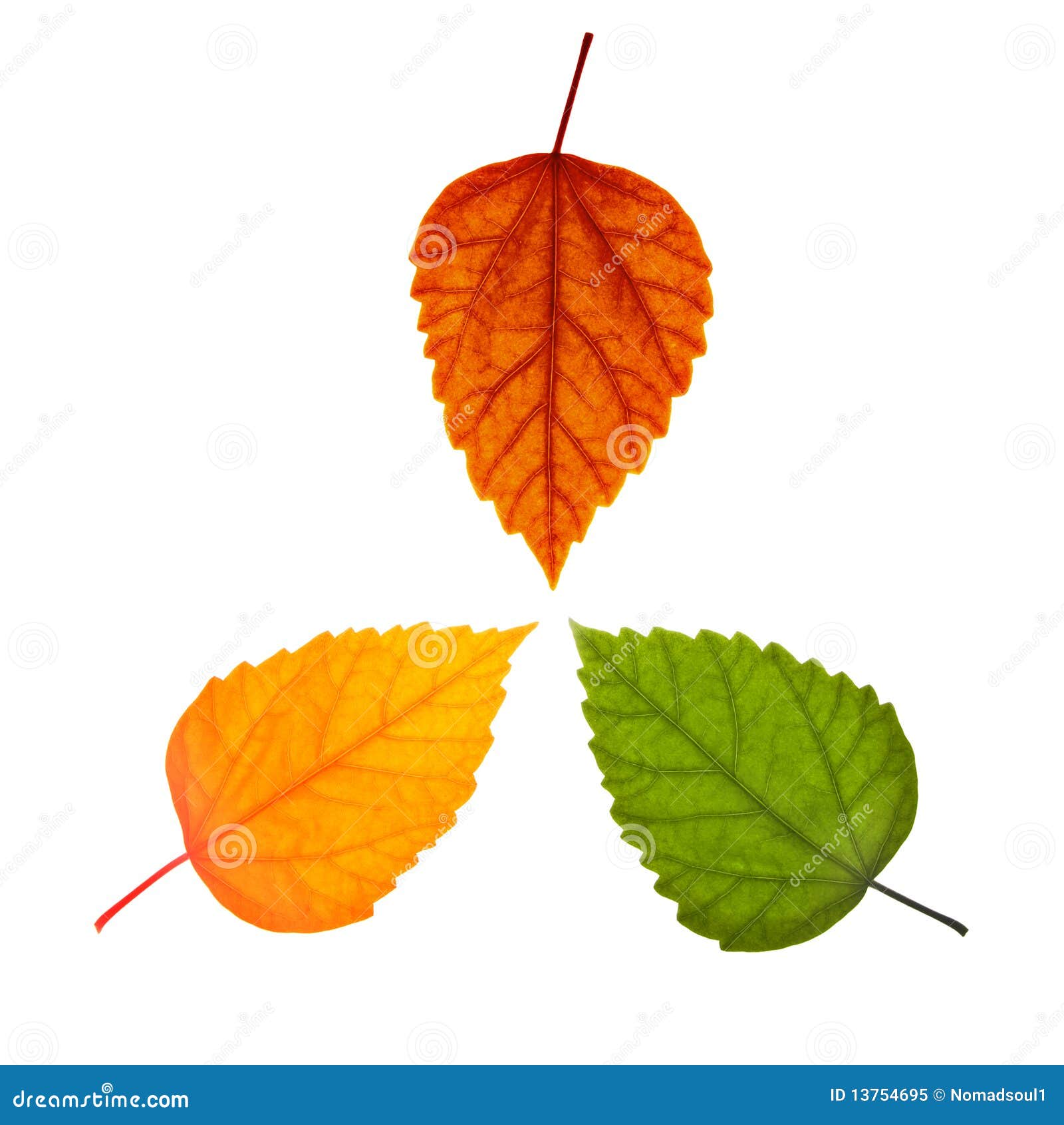 Three Different Leaves Royalty Free Stock Photo - Image: 13754695