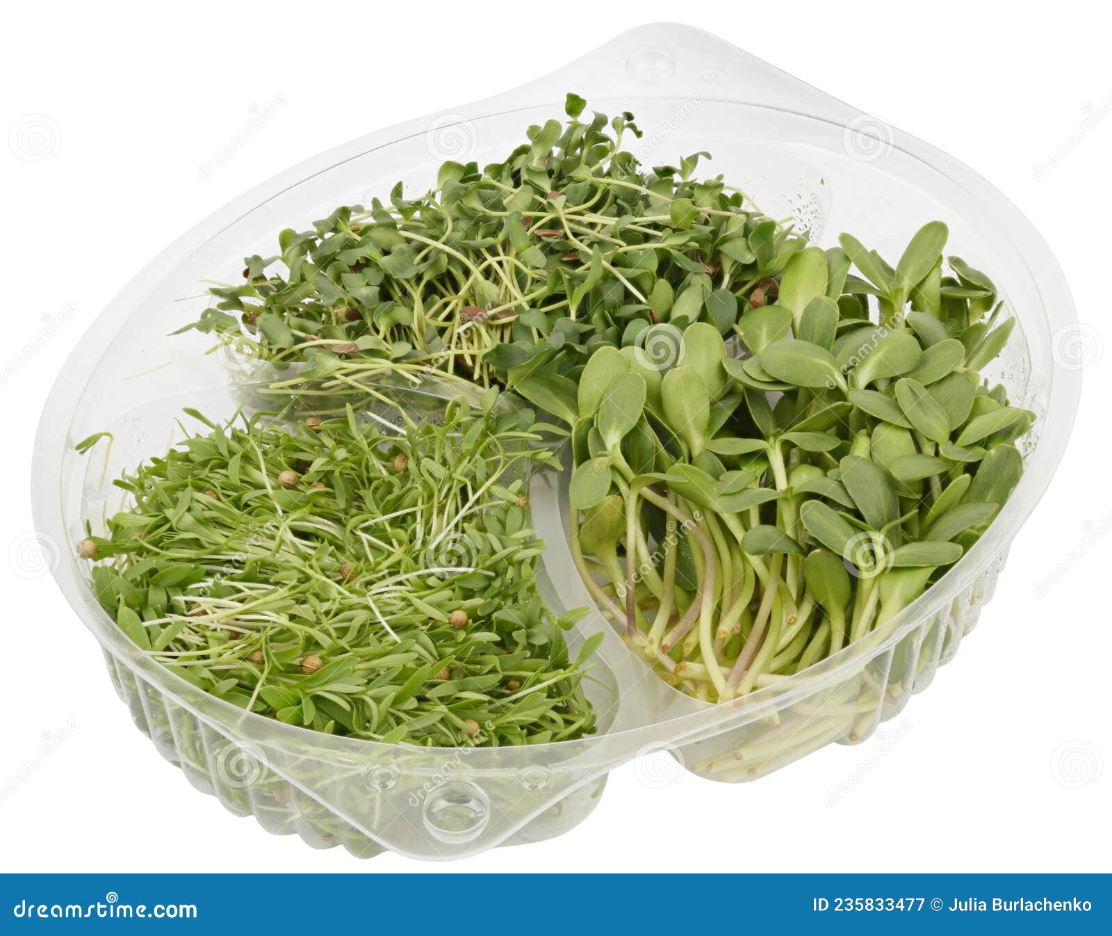 Three Different Microgreens in a Plastic Container Stock Image - Image ...