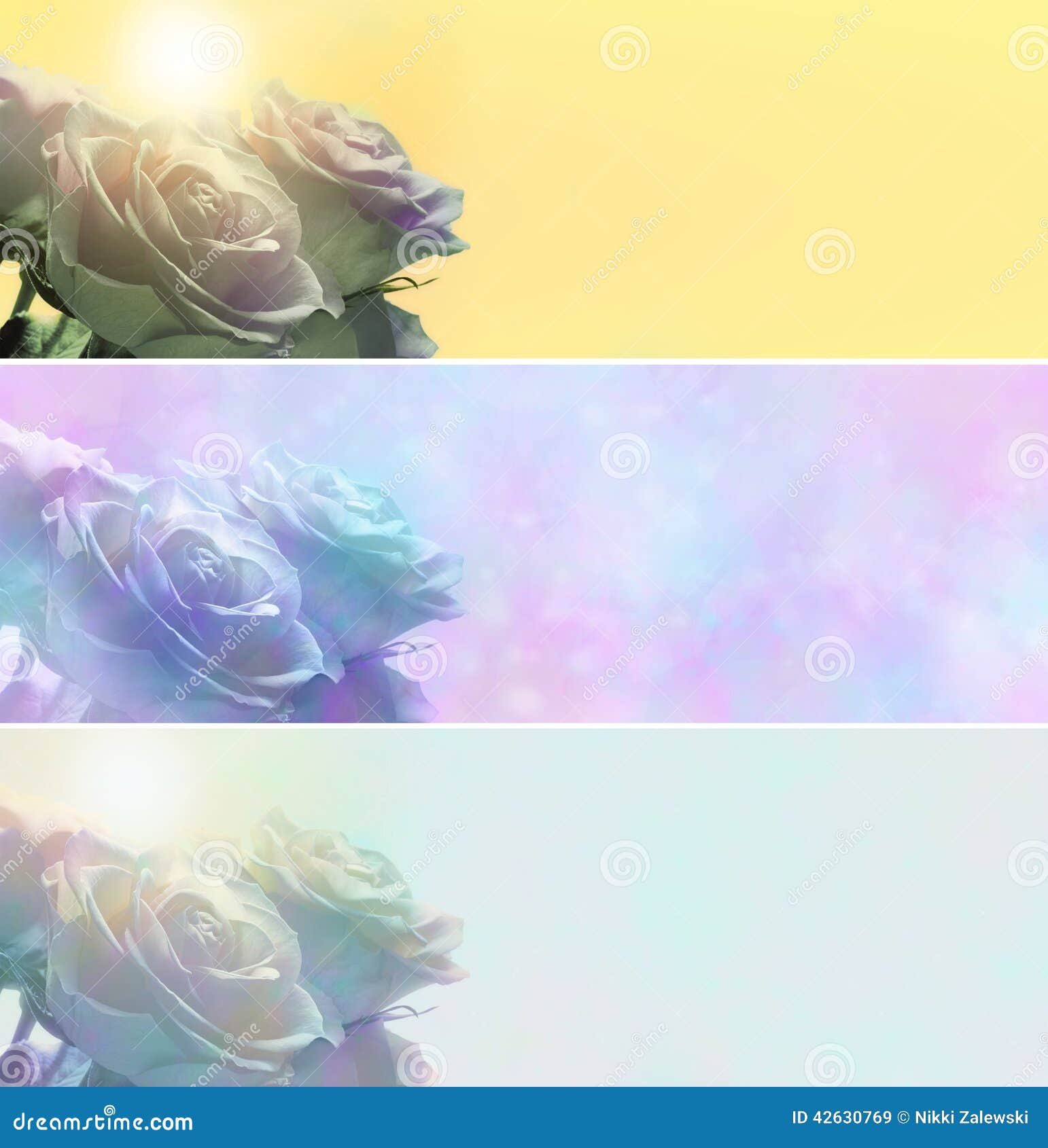 Three Different Roses Banners Stock Image - Image of empty, background ...