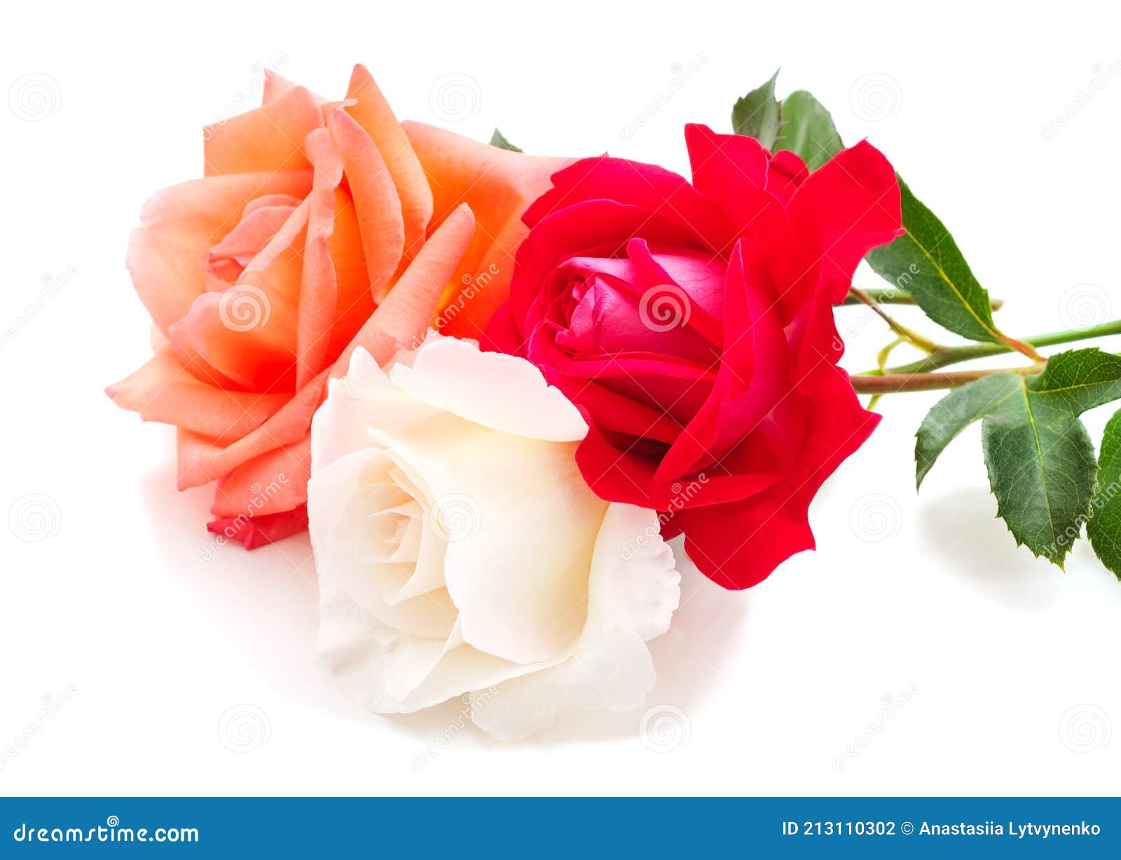 Three different roses stock photo. Image of wedding - 213110302