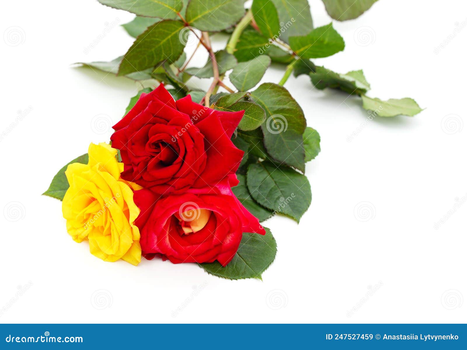 Three different roses stock image. Image of saturated - 247527459