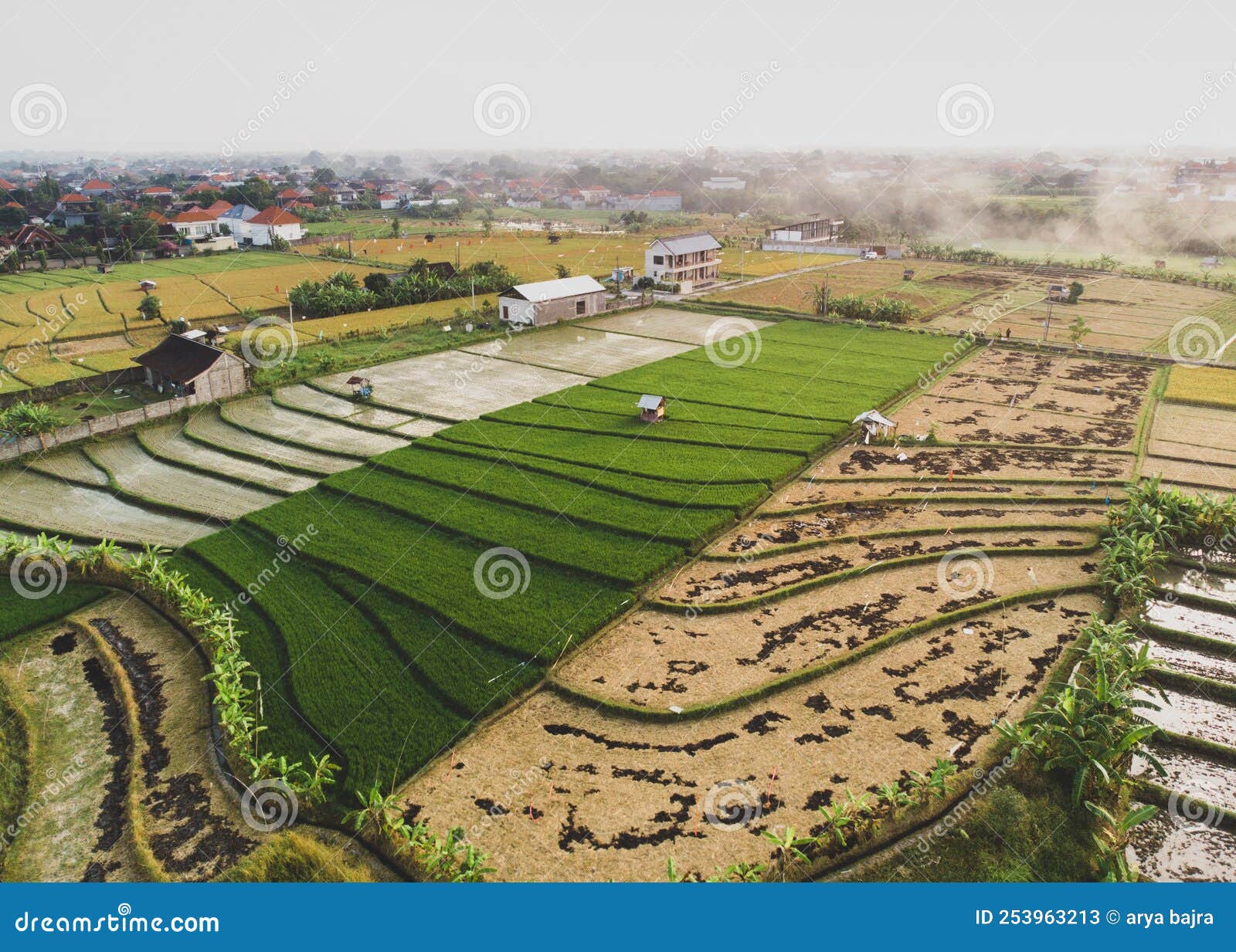 Three rows of rice fields stock image. Image of rice - 253963213