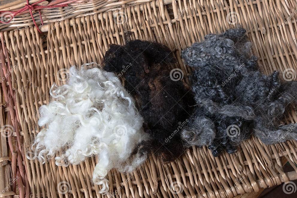Three Different Samples of Washed Raw Wool from Different Breeds of ...