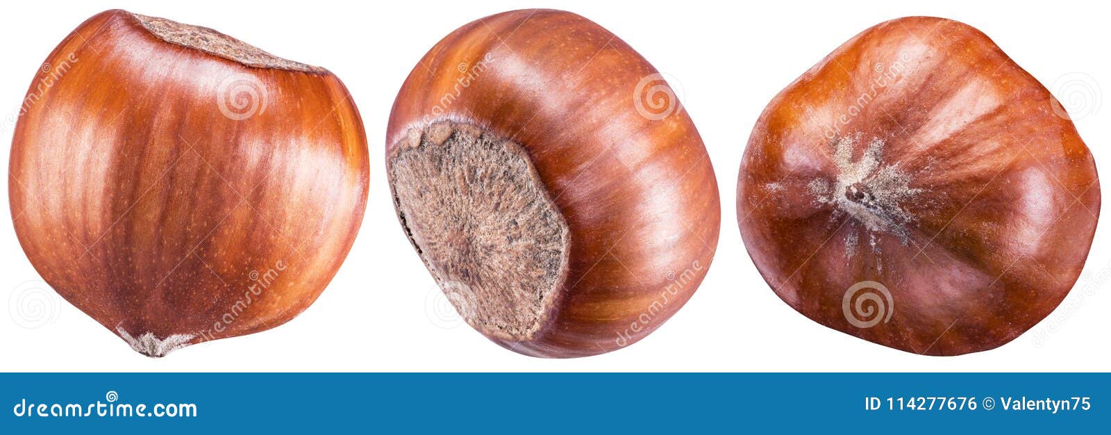 Three Different Side View of Hazelnut or Filbert. Set of Nuts. Stock ...