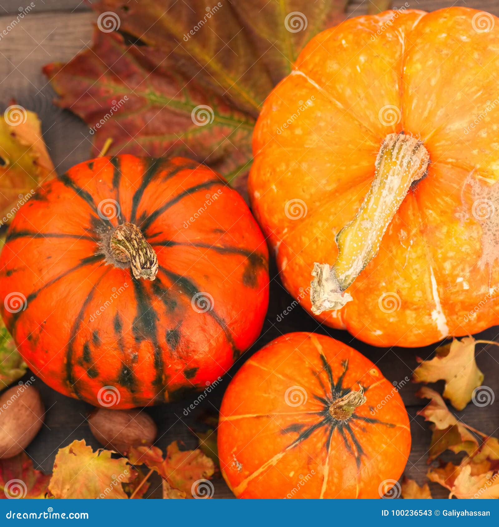 Three Different Size Pumpkins with Maple Leaves on a Wooden Back Stock ...