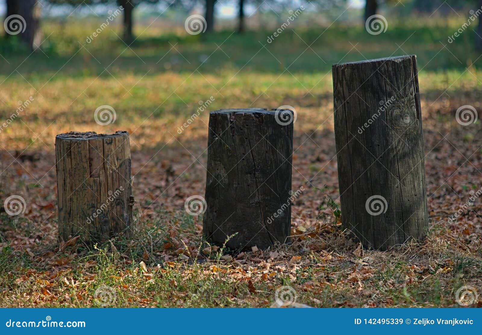 Three Different Size Tree Trunks in an Autumn Park Stock Image - Image ...
