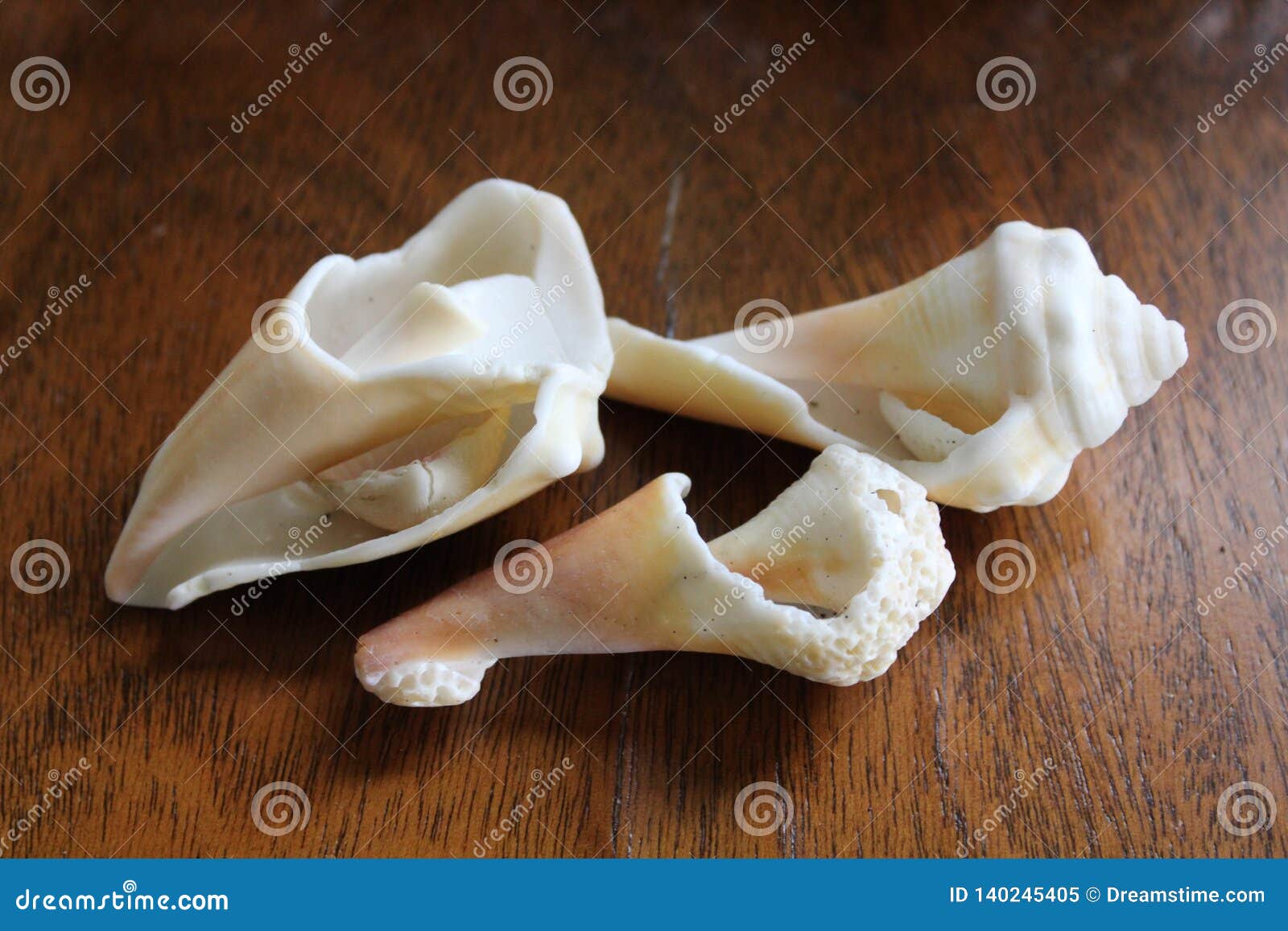Shattered Conch Shell
