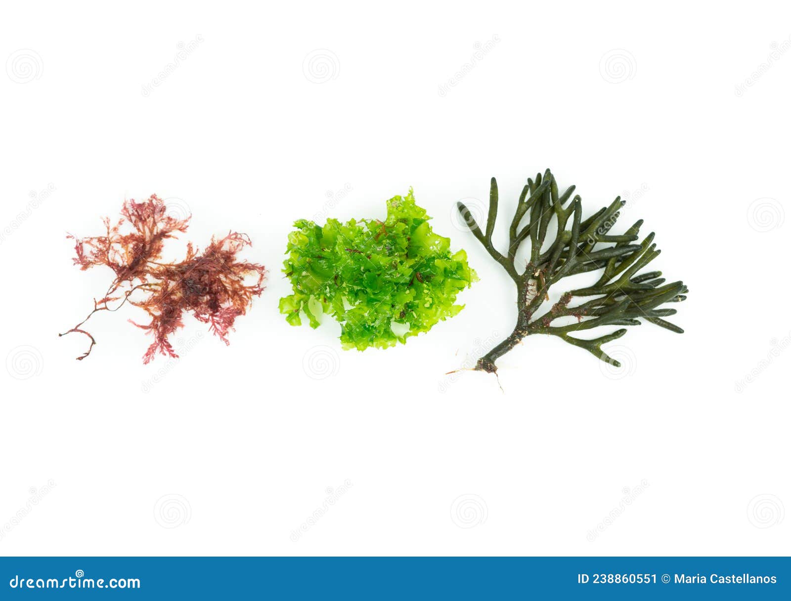 Three Different Species Of Algae On White Background. Codium Tomentosum ...